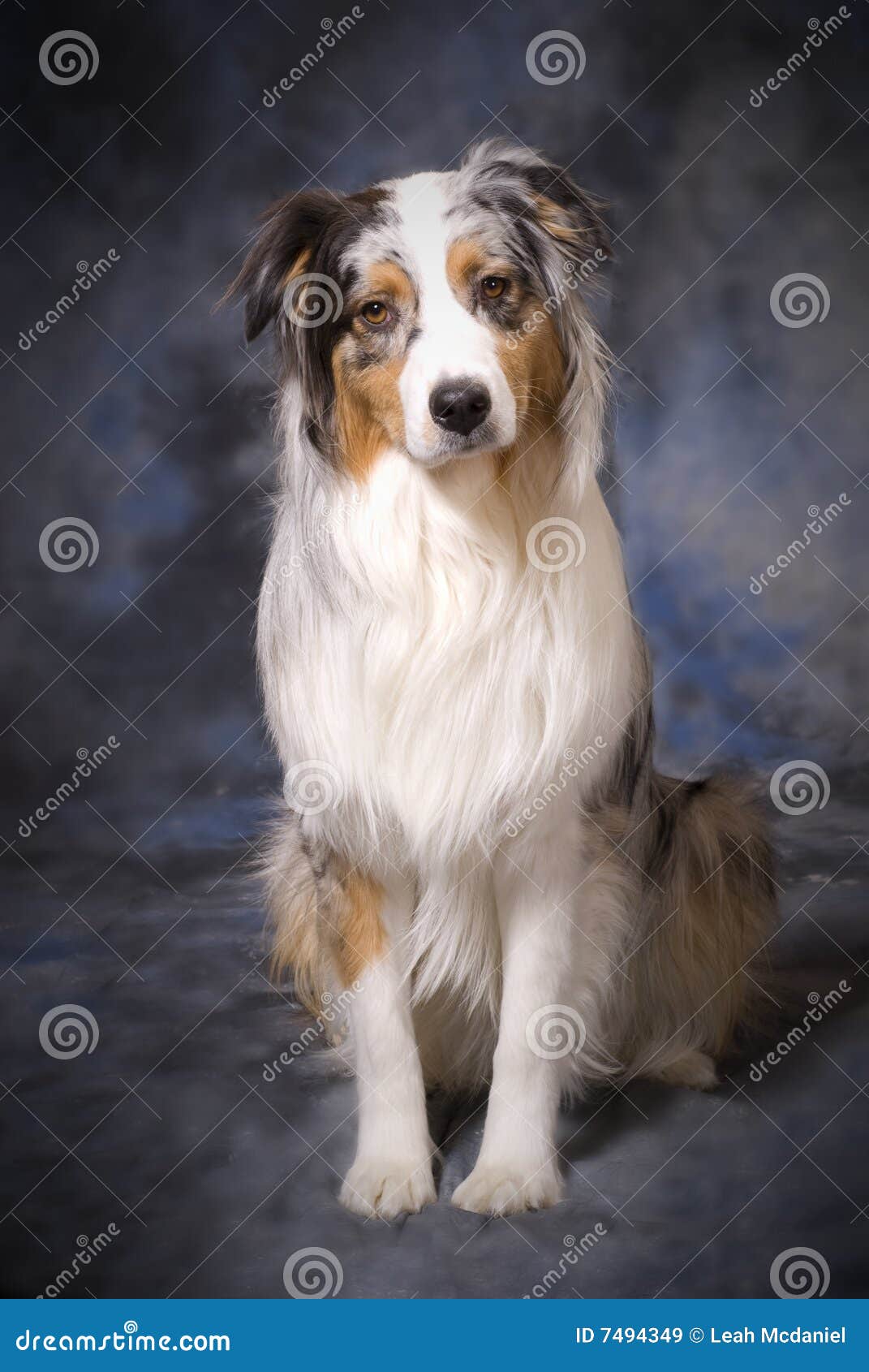 Berger Australien De Race - Merle Bleu Image stock - Image du poilu ...