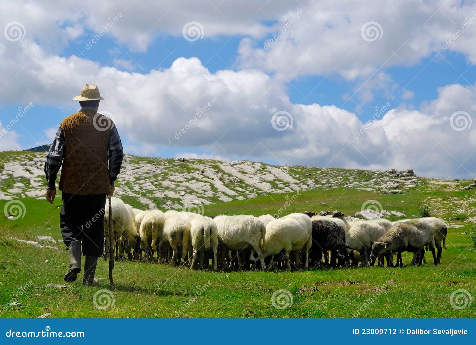 Berger avec ses moutons photographie éditorial. Image du nuages - 23009712