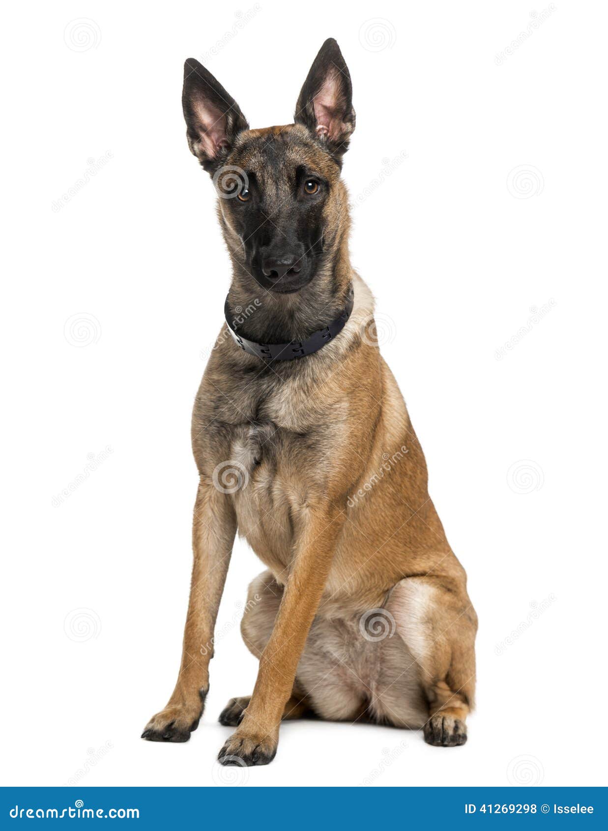 Berger Belge Dog (Malinois) (de 1 An) Photo stock - Image: 41269298