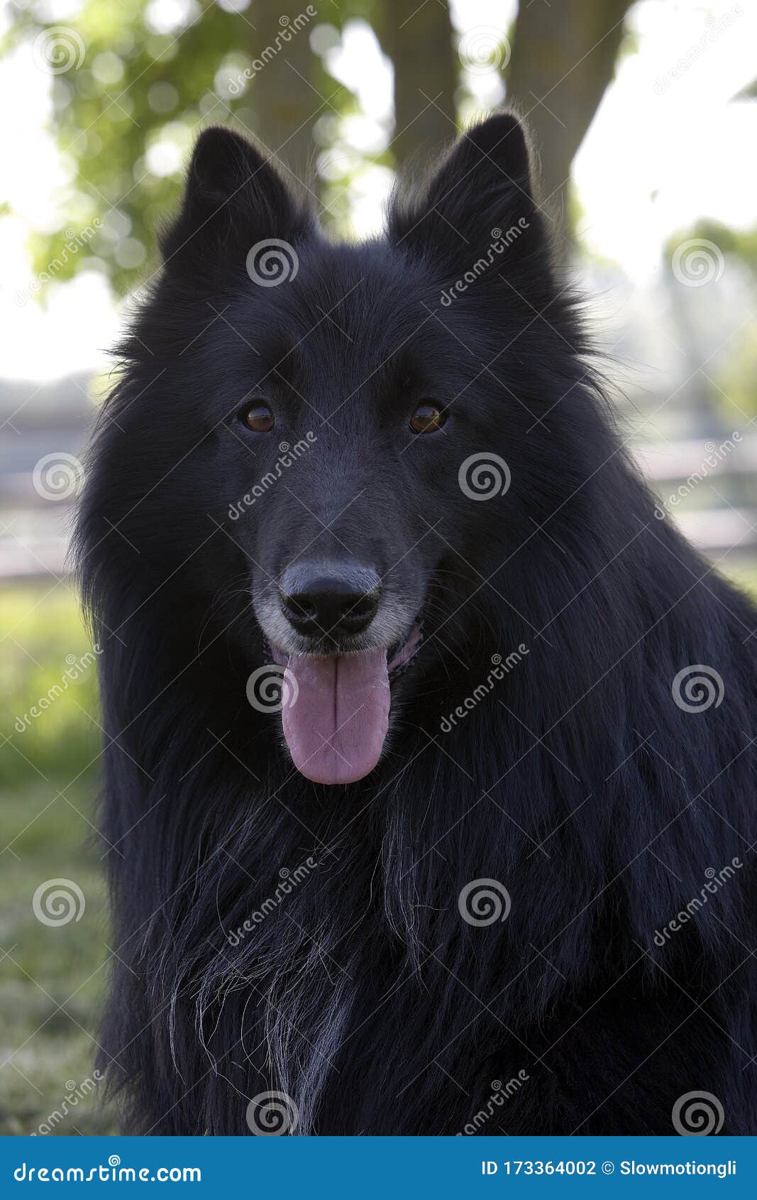 BERGER BELGE GROENENDAEL stock photo. Image of front - 173364002