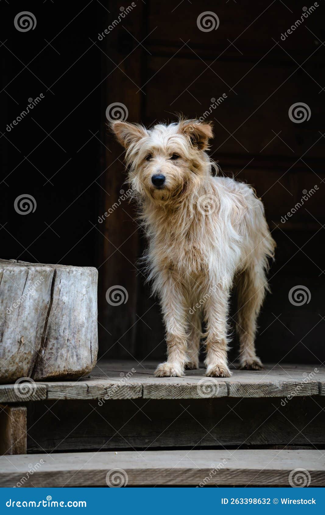 Berger Picard Dog Standing on a Wooden Surface Stock Photo - Image of ...