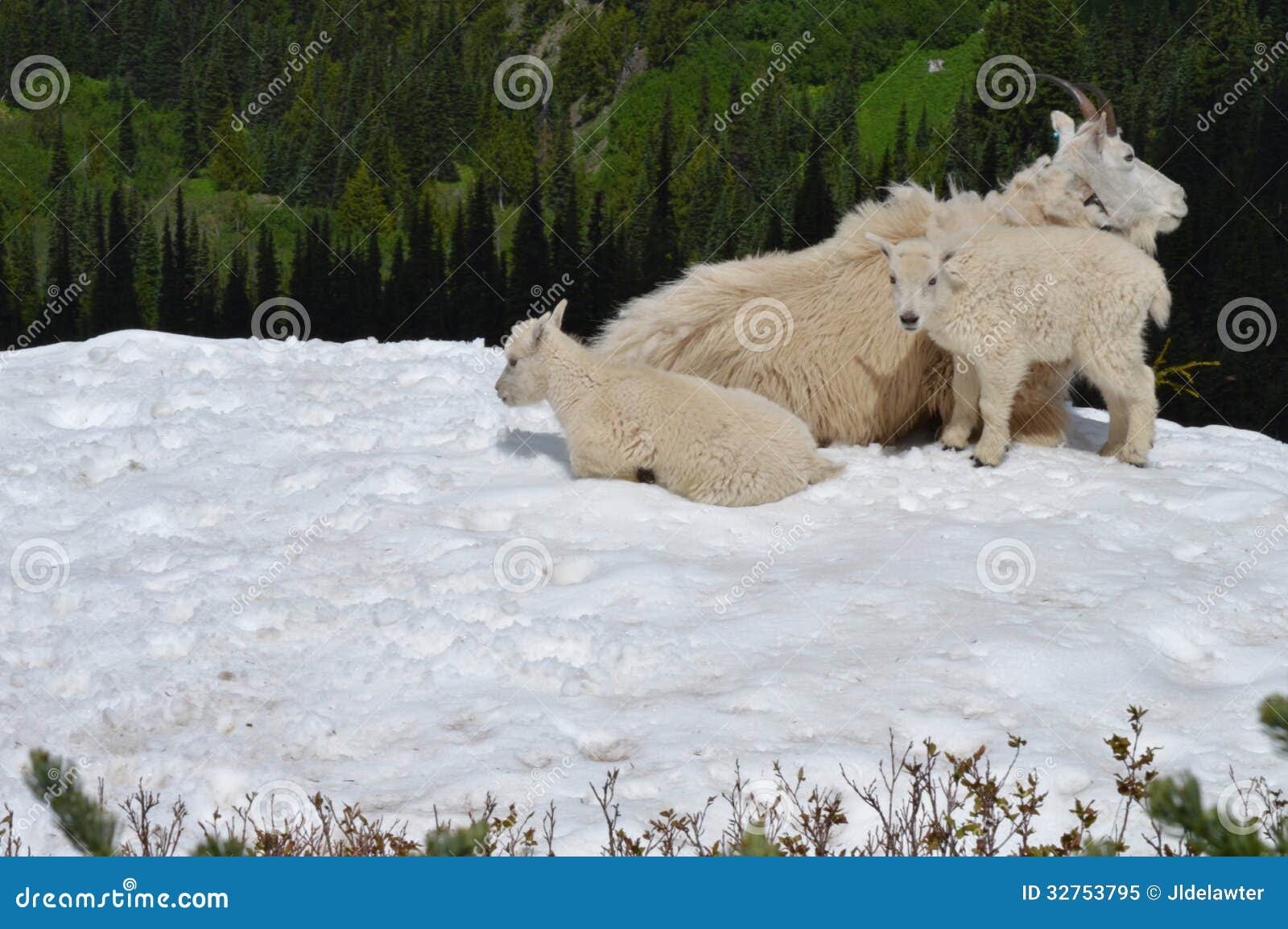 Berggeit stock afbeelding. Image of geit, sleep, vakantie - 32753795