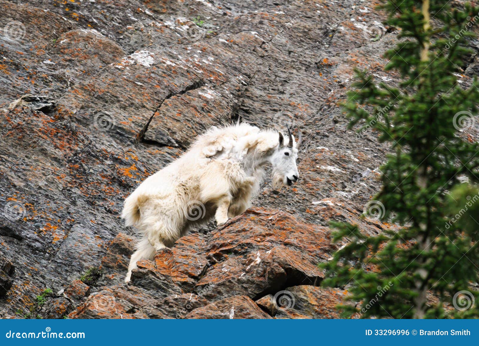Berggeit (americanus Oreamnos) Stock Foto - Image of bont, beschermd ...