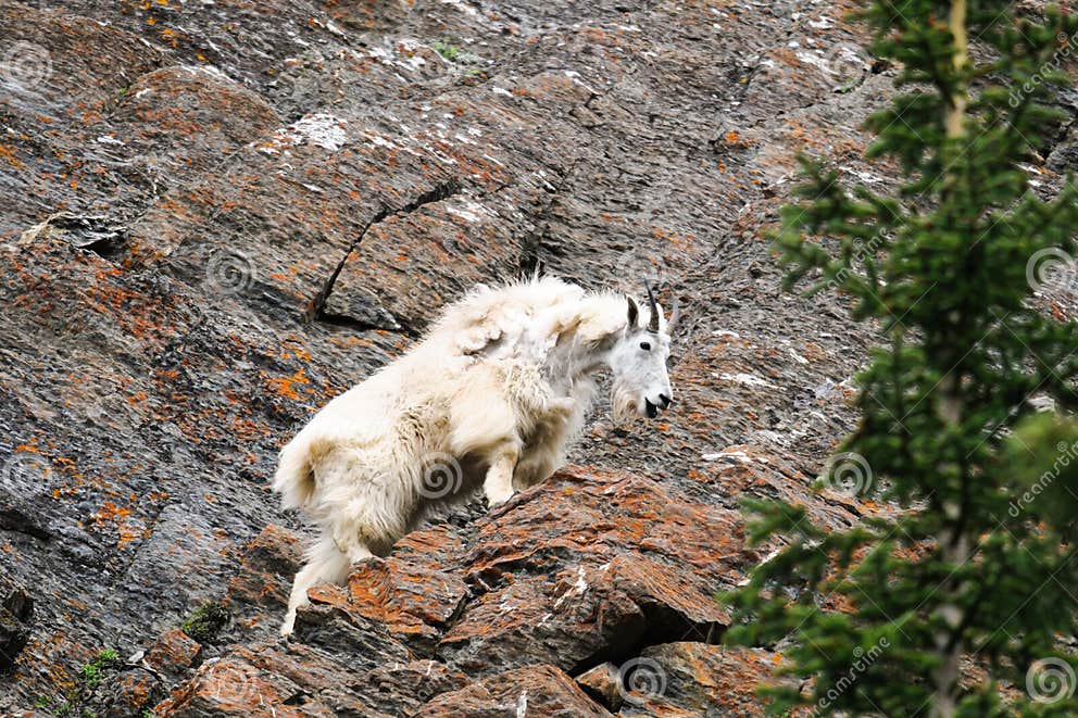 Berggeit (americanus Oreamnos) Stock Foto - Image of bont, beschermd ...