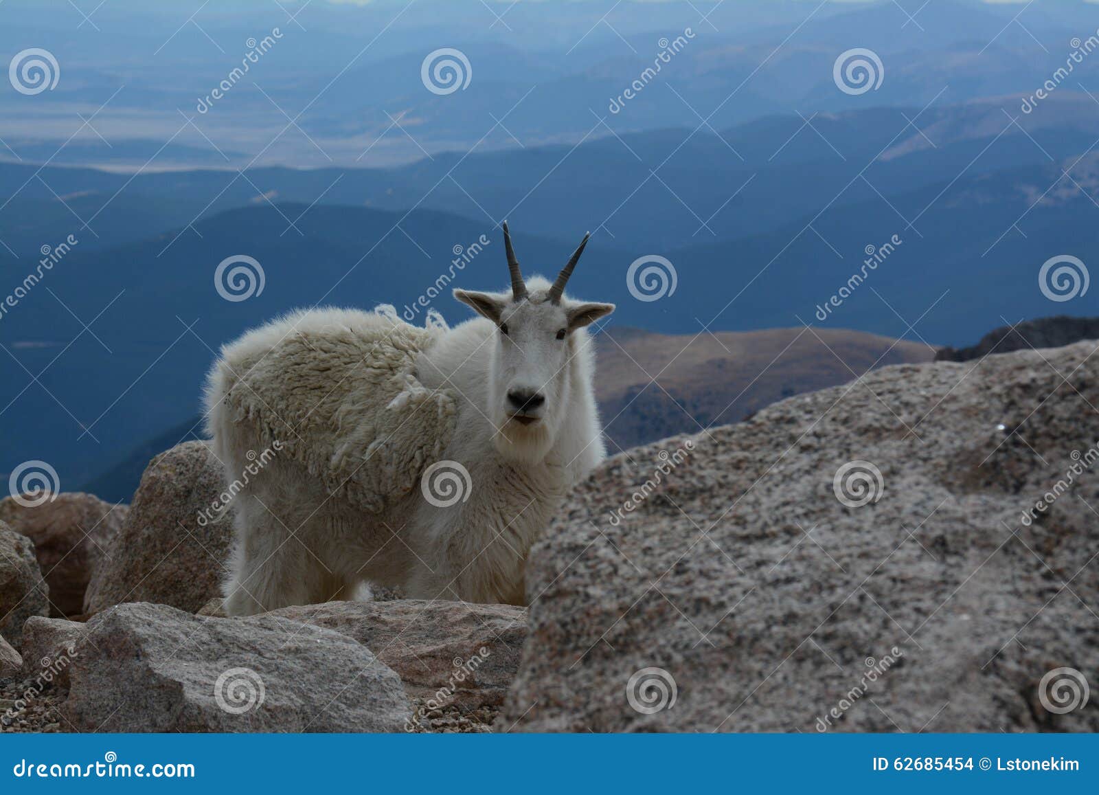 Berggeit Bovenop Onderstel Evans Stock Foto - Image of duizend ...