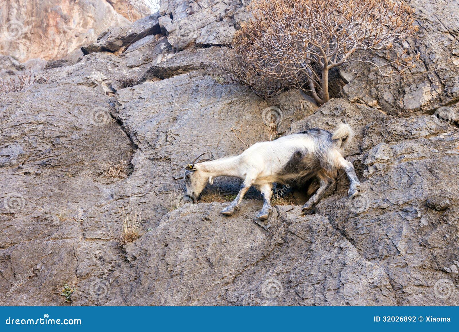 Berggeit Die Op De Rotsen Beklimmen Stock Foto - Image of geit, steen ...