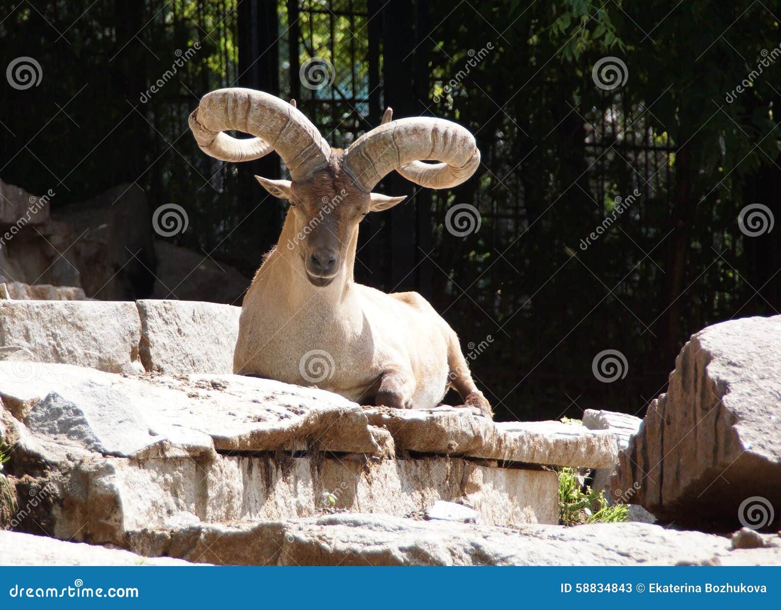Berggeit Die Op De Rotsen Liggen Stock Afbeelding - Image of herbivoren ...
