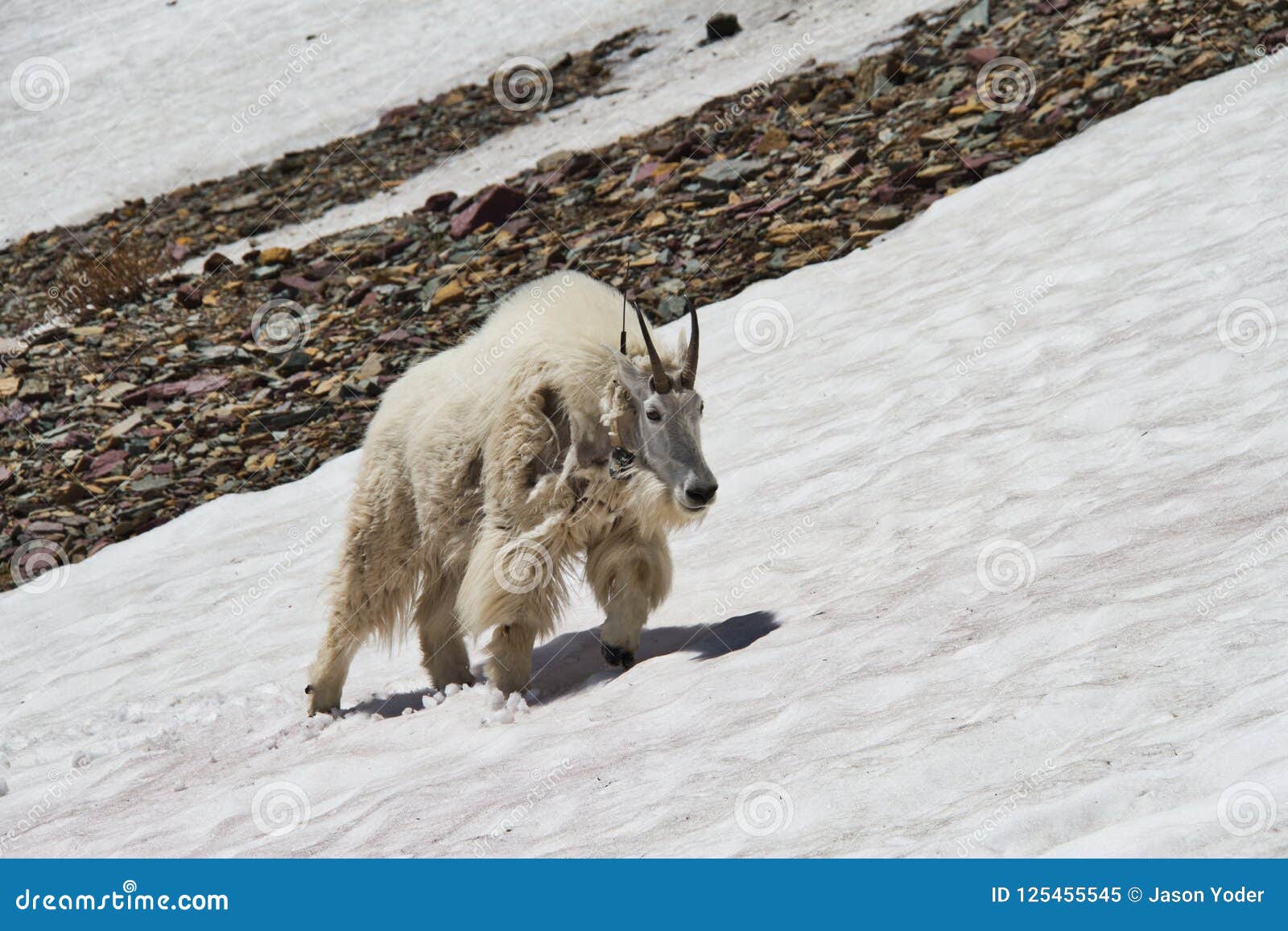 Berggeit Die Op Sneeuw Lopen Stock Afbeelding - Image of beteken ...