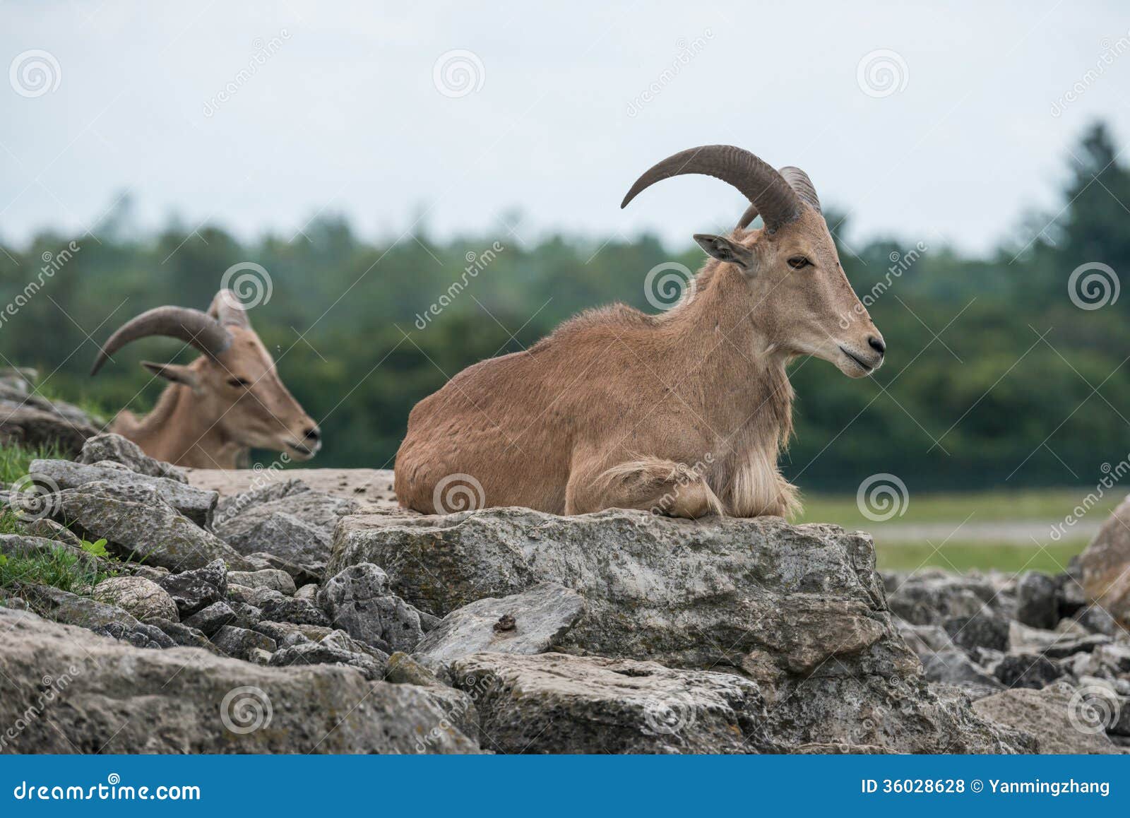 Berggeit in Een Wilde Dierentuin Stock Foto - Image of sterk, zoogdier ...