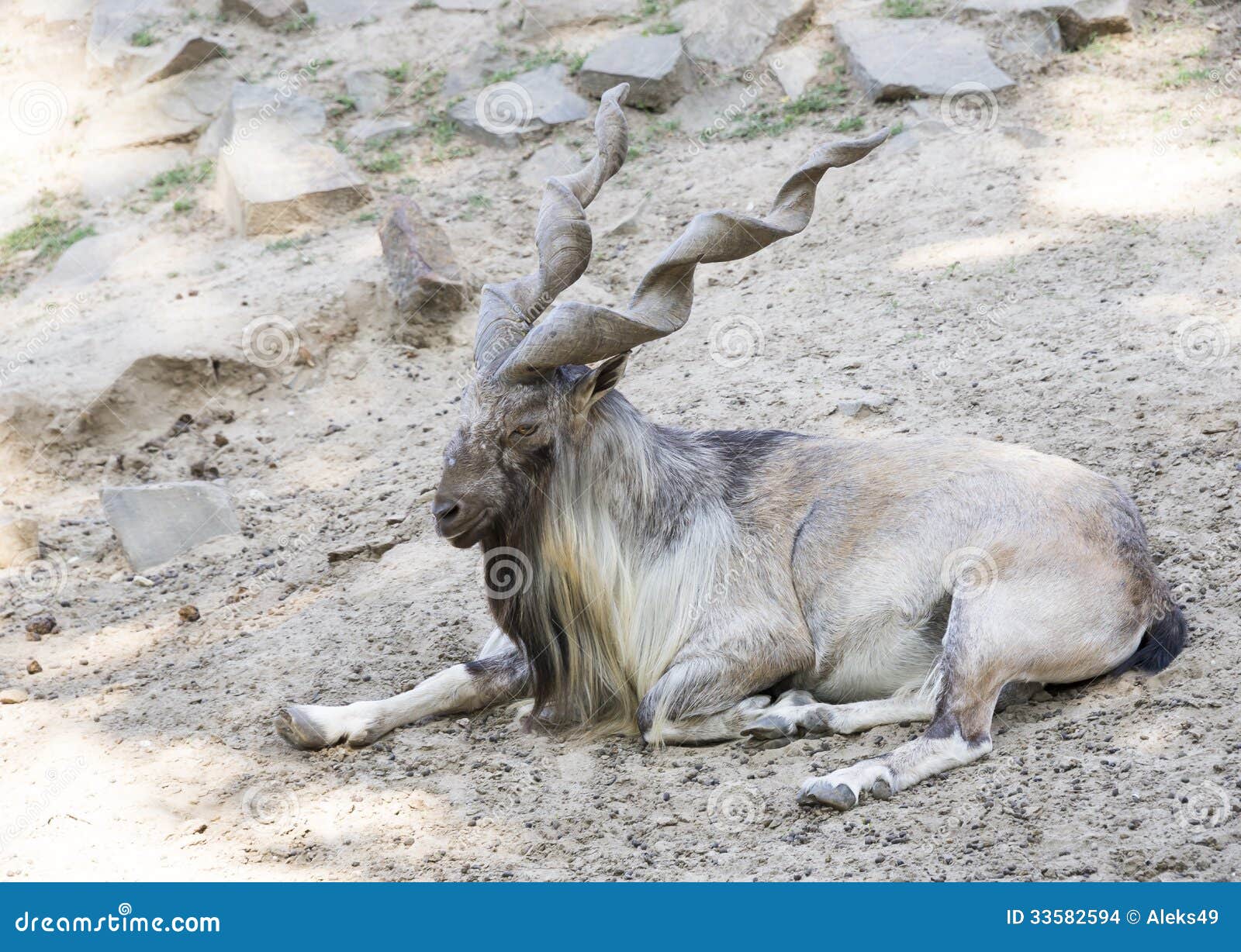 Berggeit Met Verdraaide Hoornen Stock Foto - Image of been, dieren ...