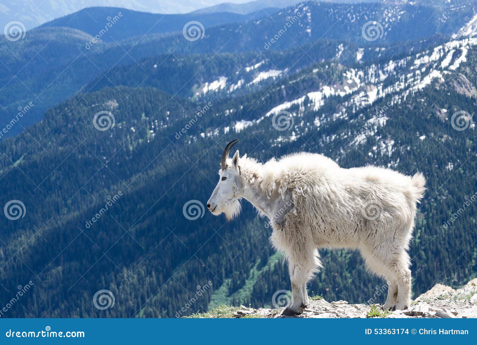 Berggeit in Montana stock foto. Image of vakantie, rockie - 53363174