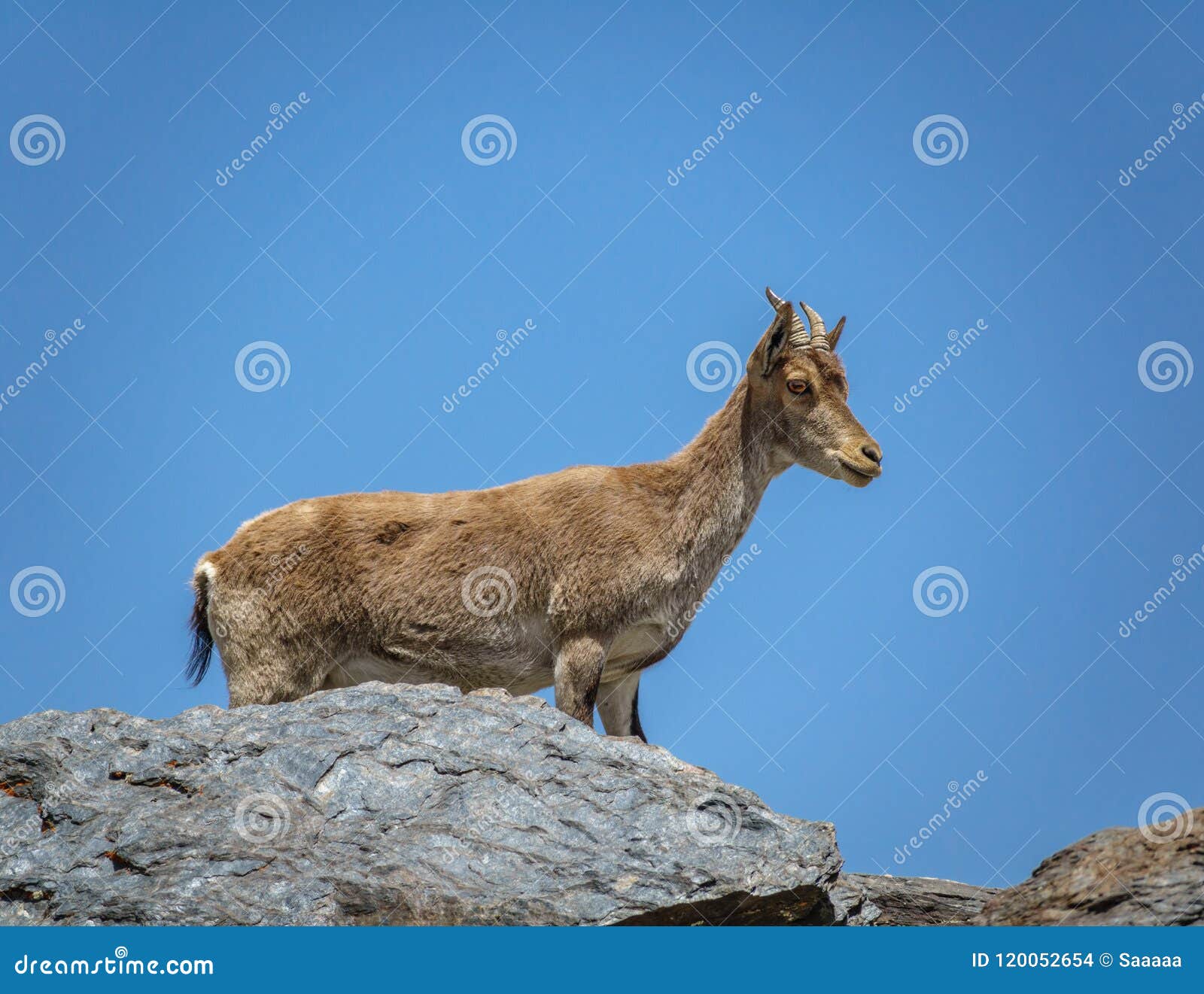 Berggeit Op De Bovenkant Van De Rots Stock Foto - Image of dier, ontdek ...