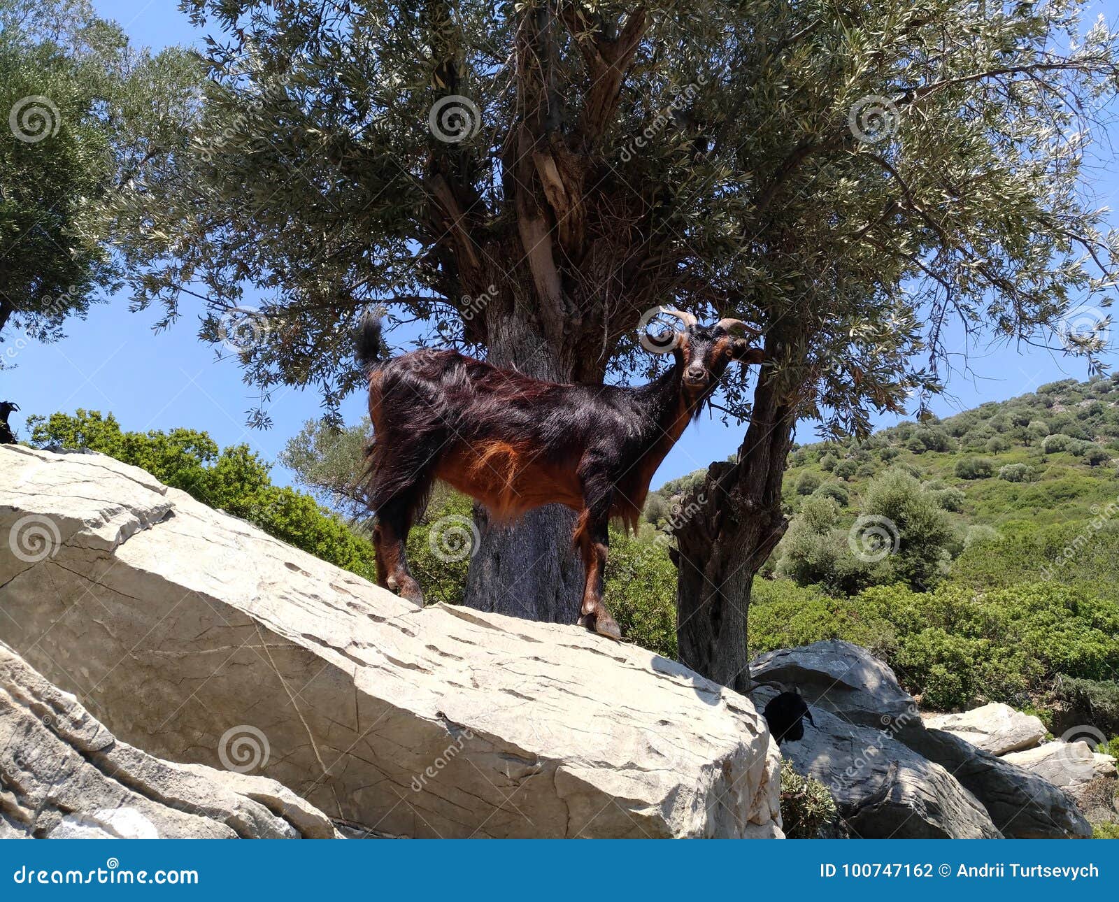 Berggeit Op Een Steen Onder Bomen Op Rots Stock Foto - Image of alpien ...