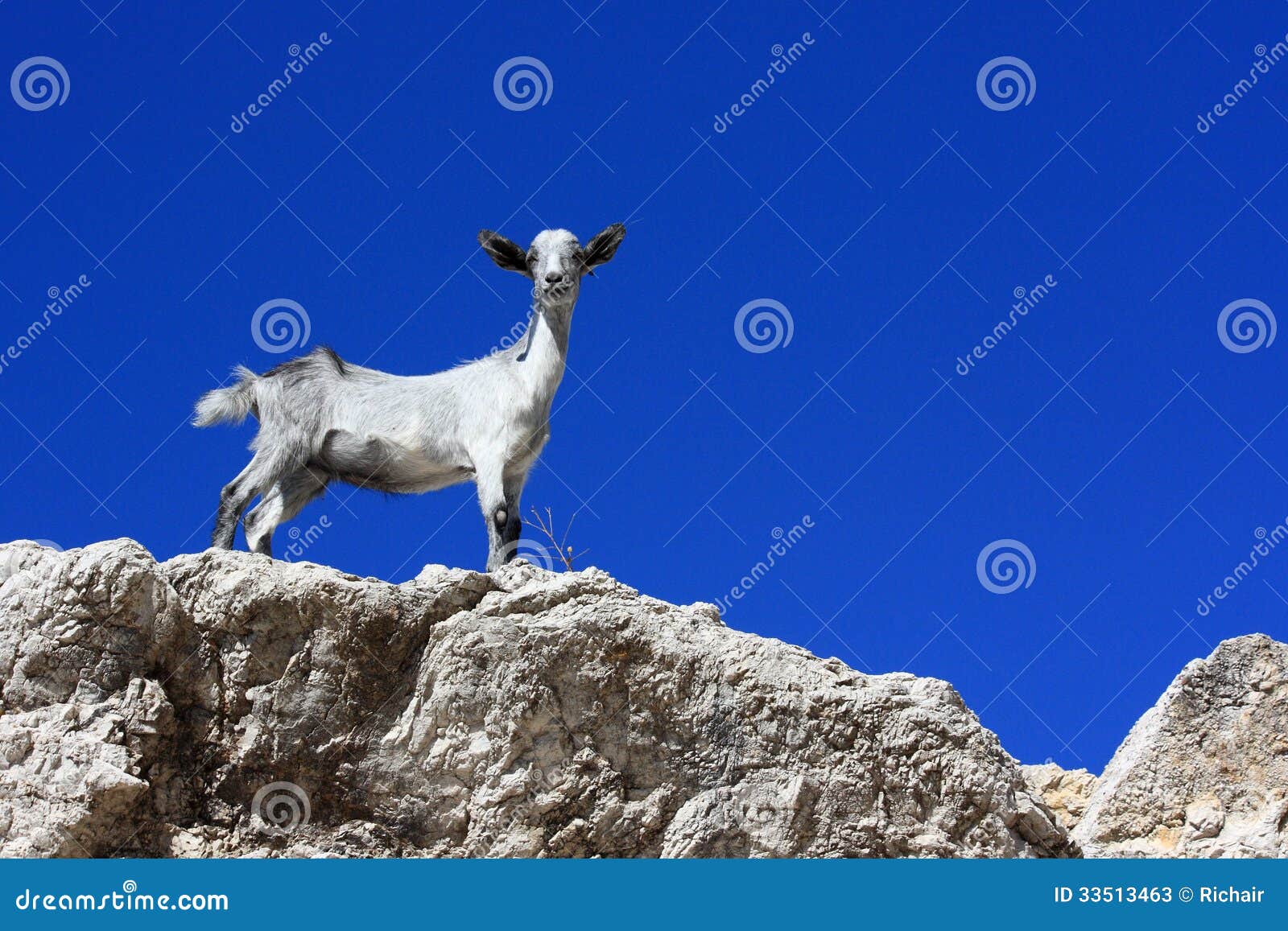 Berggeit op rots stock afbeelding. Image of geit, steen - 33513463