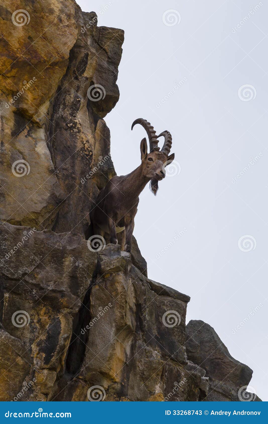 Berggeit op rotsrichel stock afbeelding. Image of buiten - 33268743