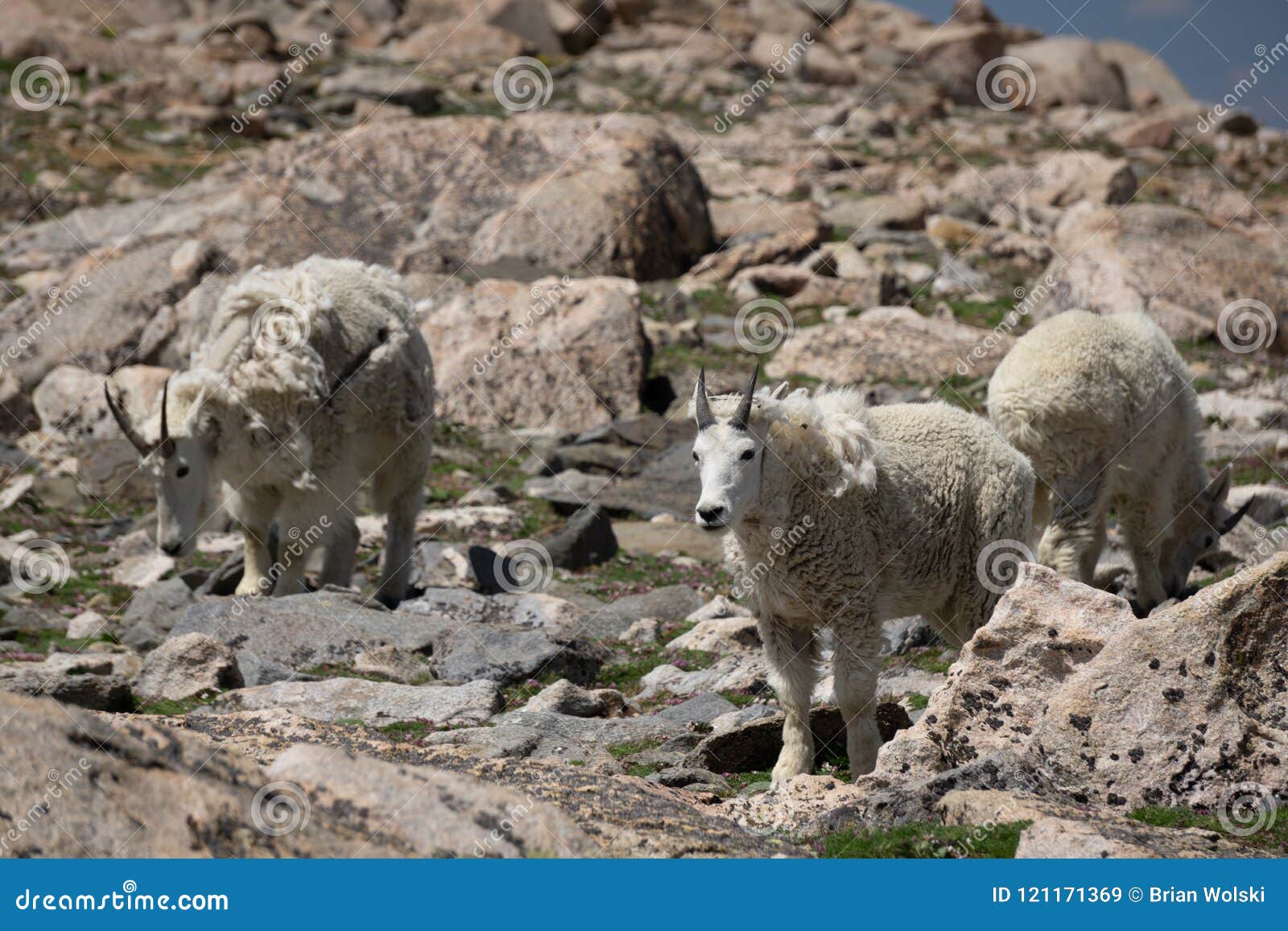 Berggeiten stock afbeelding. Image of lente, wildbloemen - 121171369