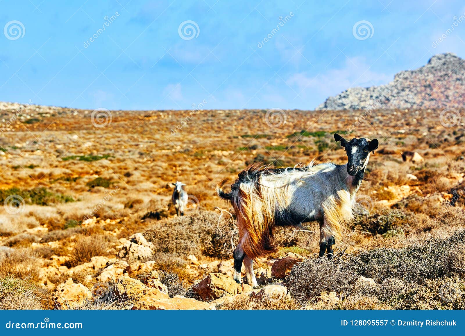 Berggeiten in de bergen stock afbeelding. Image of gehoornd - 128095557