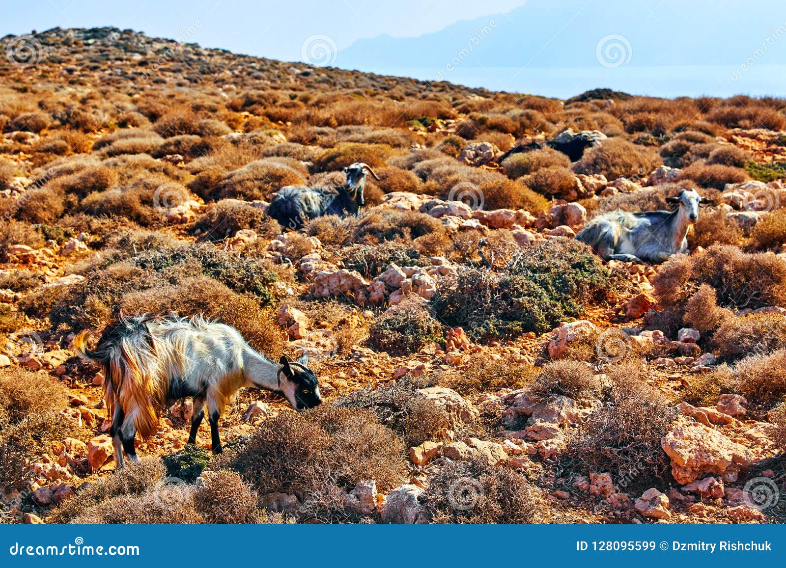 Berggeiten in de bergen stock afbeelding. Image of geiten - 128095599