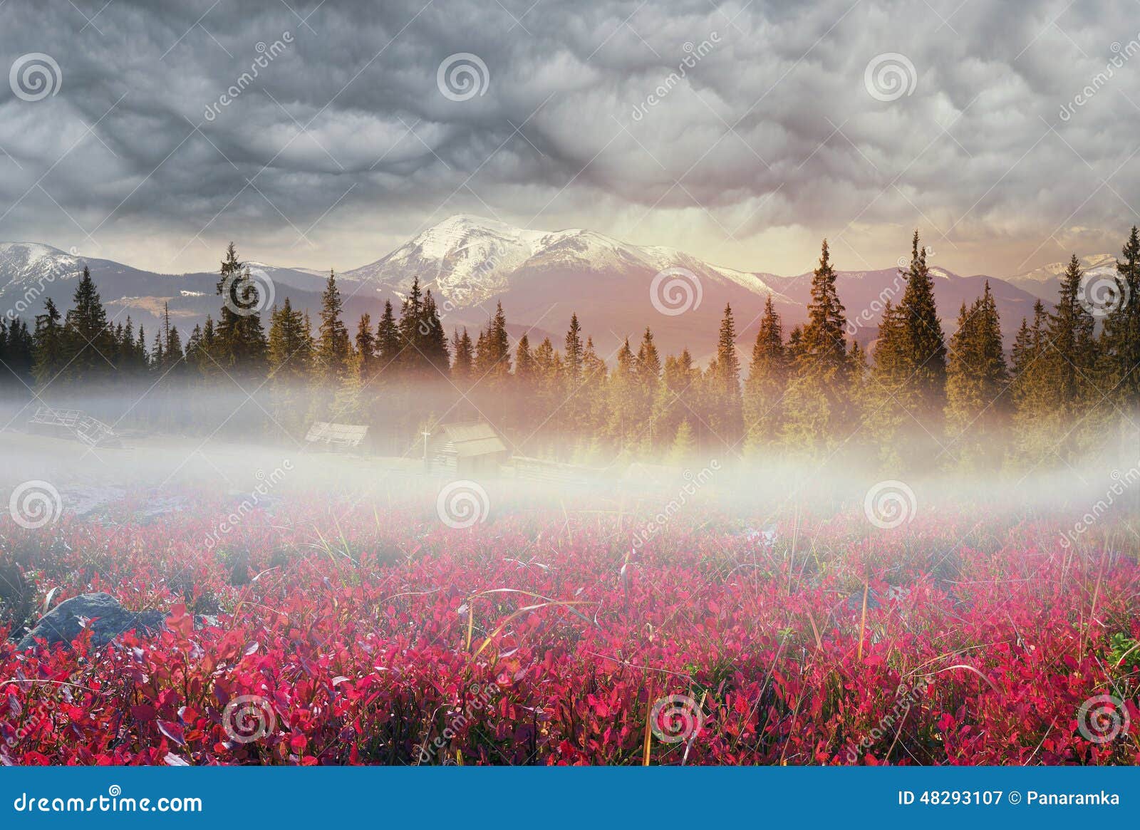 Bergketens van de Oekraïne stock afbeelding. Image of flora - 48293107