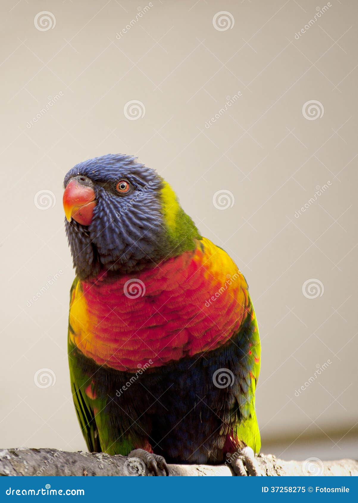 Berglori stock image. Image of lorikeet, moluccanus, lorri - 37258275