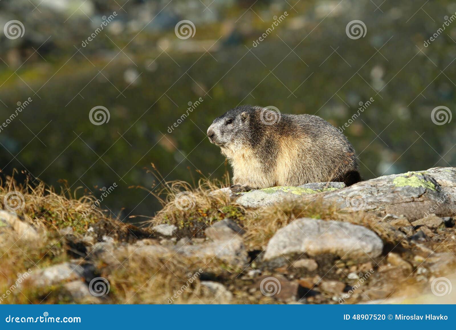 Bergmarmot stock foto. Image of nave, corpulent, alpen - 48907520