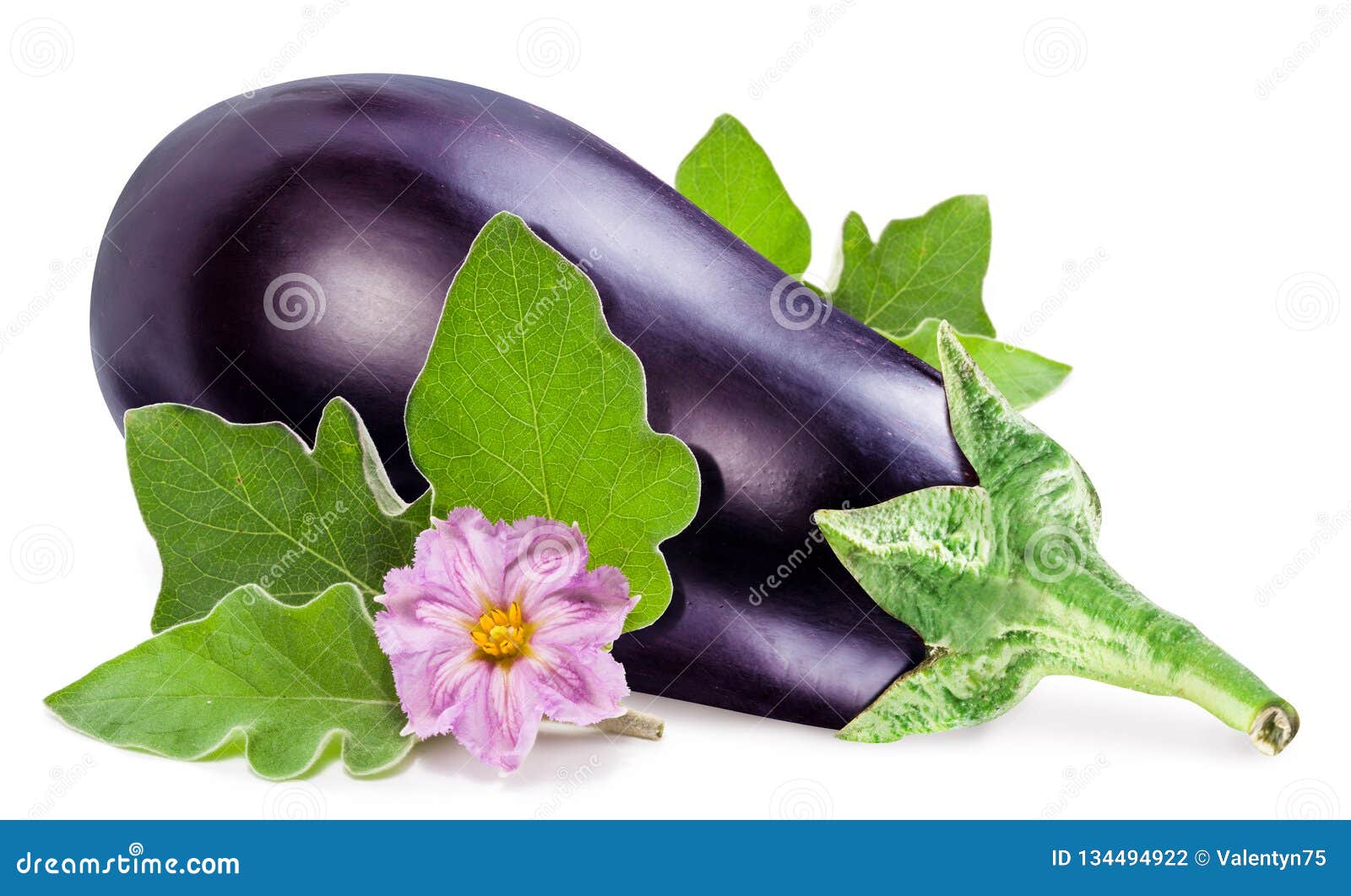 Beringela Ou Beringela Com Flor E Folhas Da Beringela No Fundo Branco ...