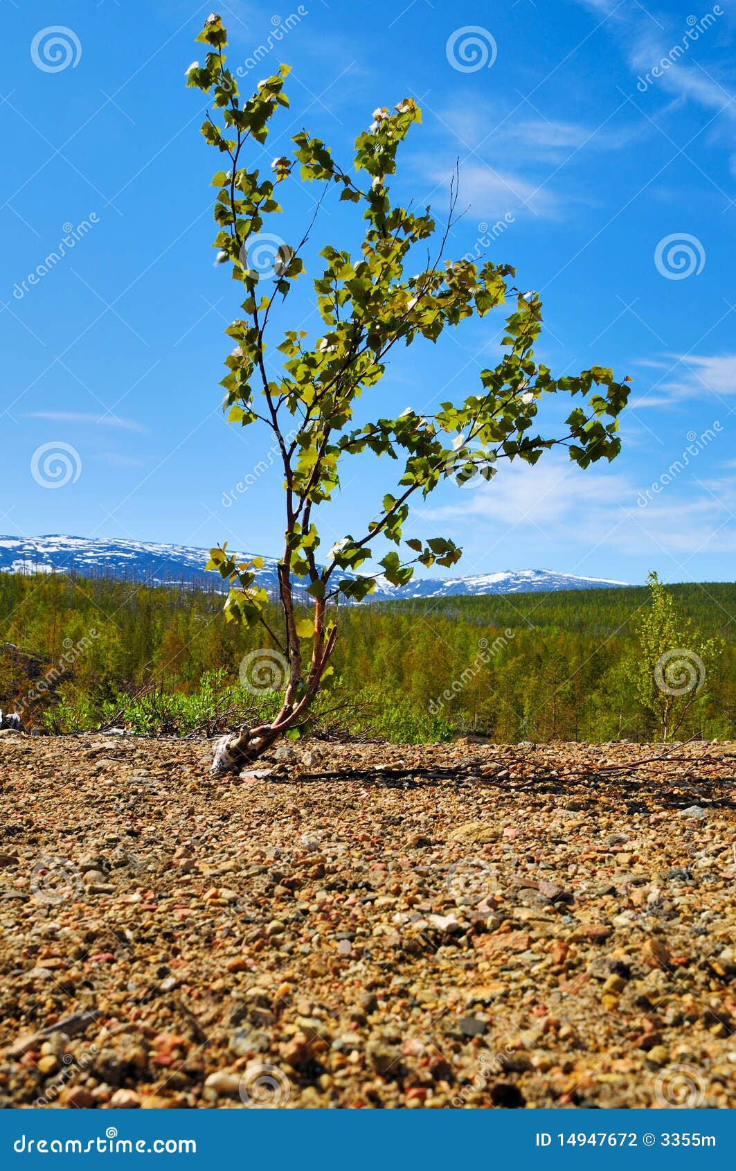 Berk stock foto. Image of ecologie, berk, buiten, struik - 14947672