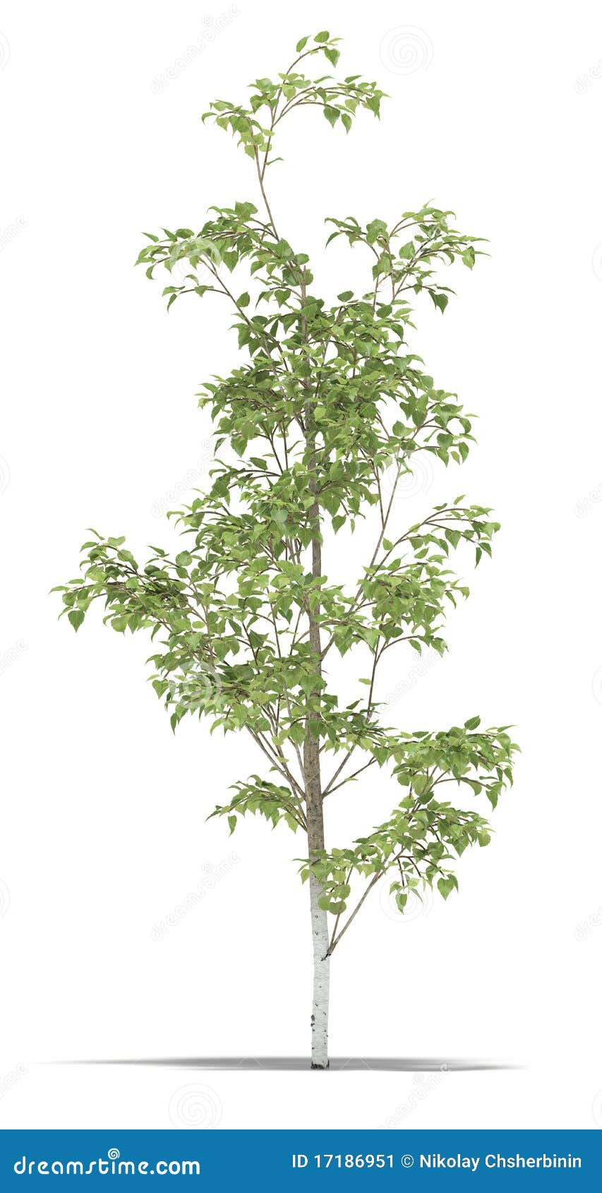 Berk stock illustratie. Illustration of boom, dimensionaal - 17186951