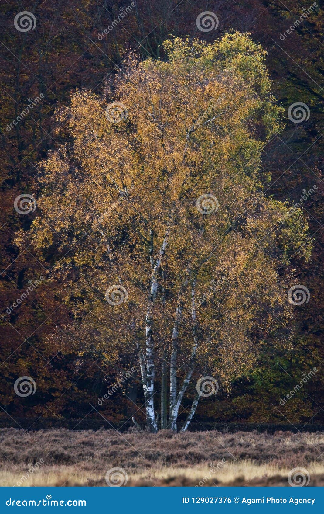 Berk, Berk, Witte berk stock foto. Image of flora, installaties - 129027376