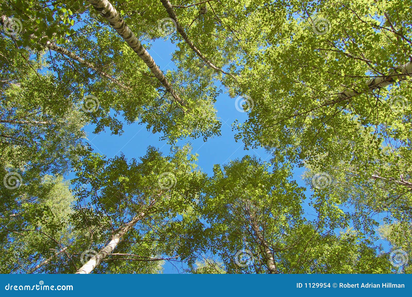 Berken stock foto. Image of boom, scandinavië, noordelijk - 1129954