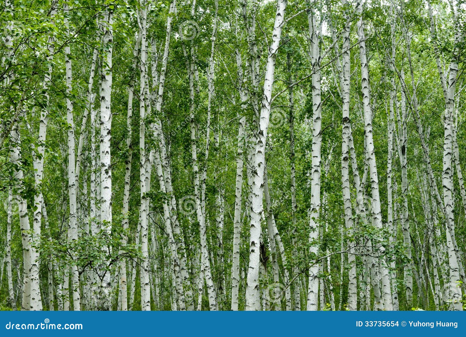 Berken stock foto. Image of lente, koolstof, groen, halsband - 33735654