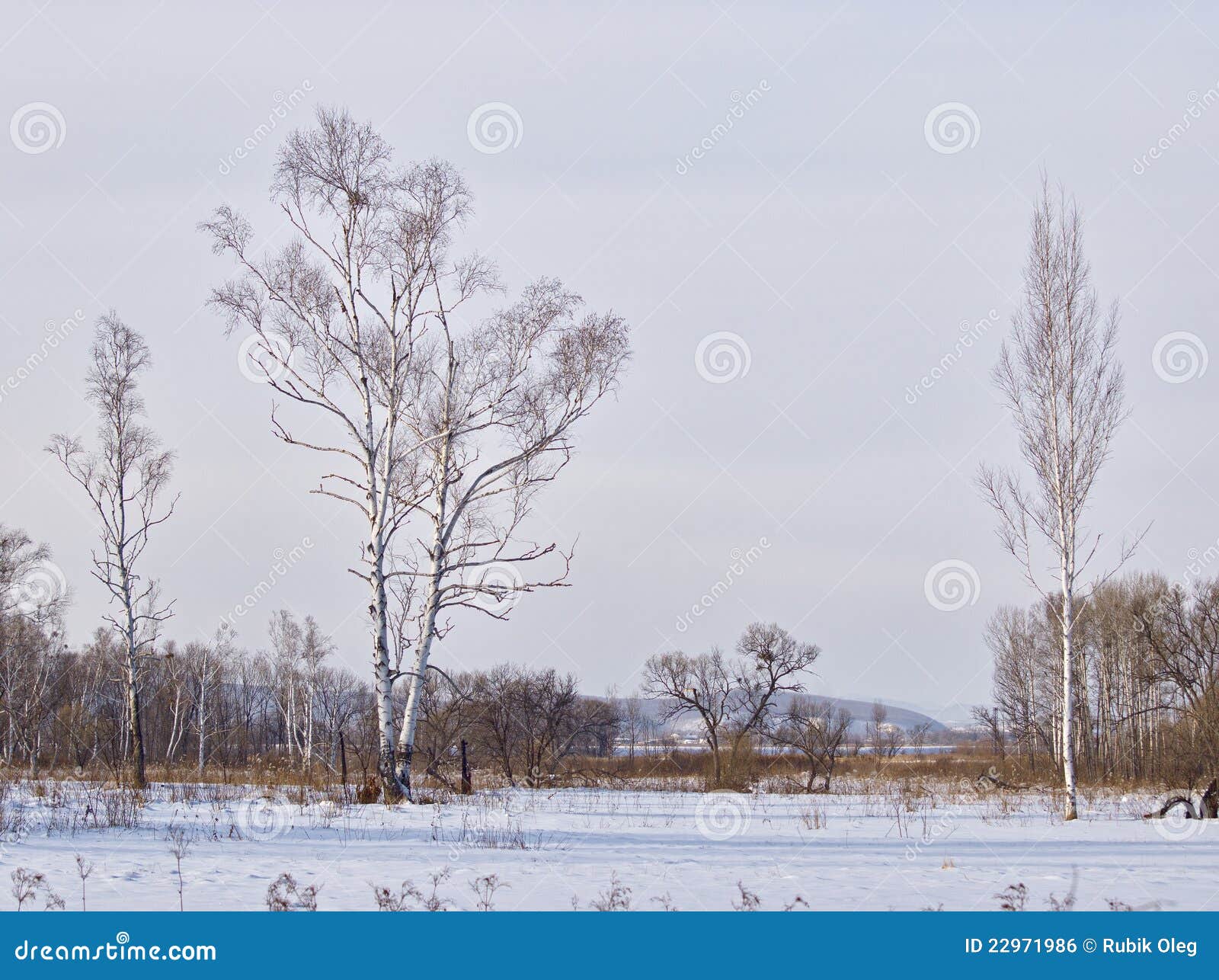 Berken Op Rand Van Een Weide in De Winter Stock Foto - Image of nave ...