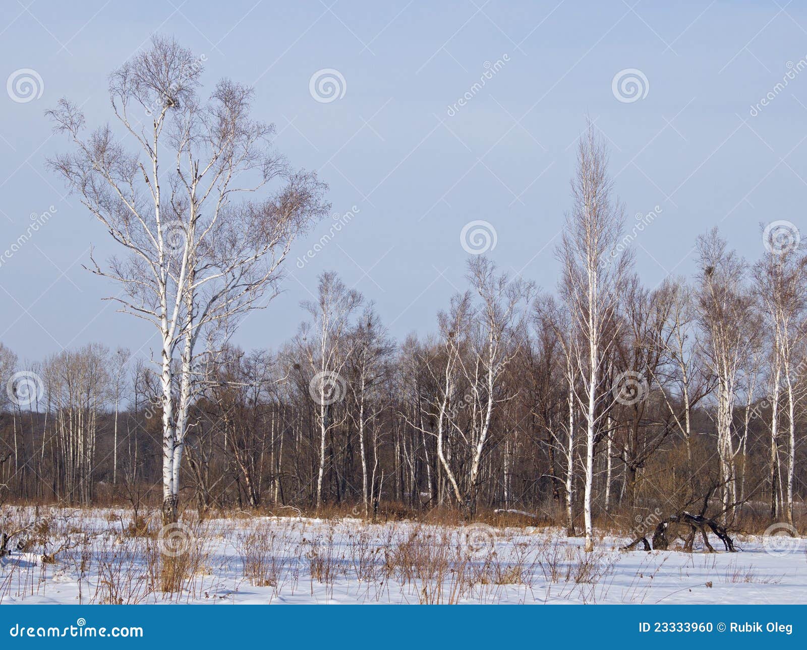 Berken Op Rand Van Een Weide in De Winter Stock Foto - Image of sneeuw, boomstam: 23333960
