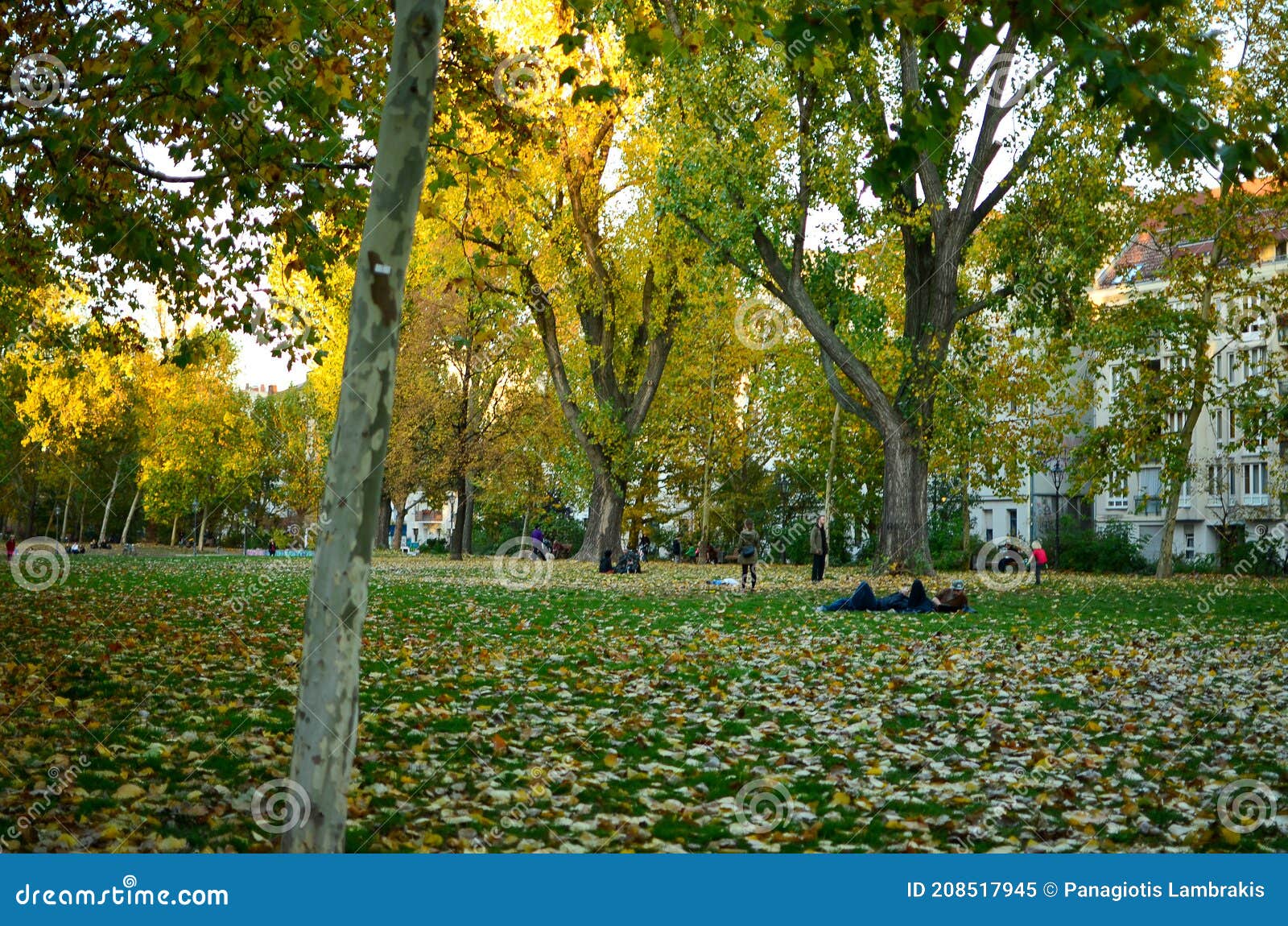 Leaves under the trees stock image. Image of orange - 208517945