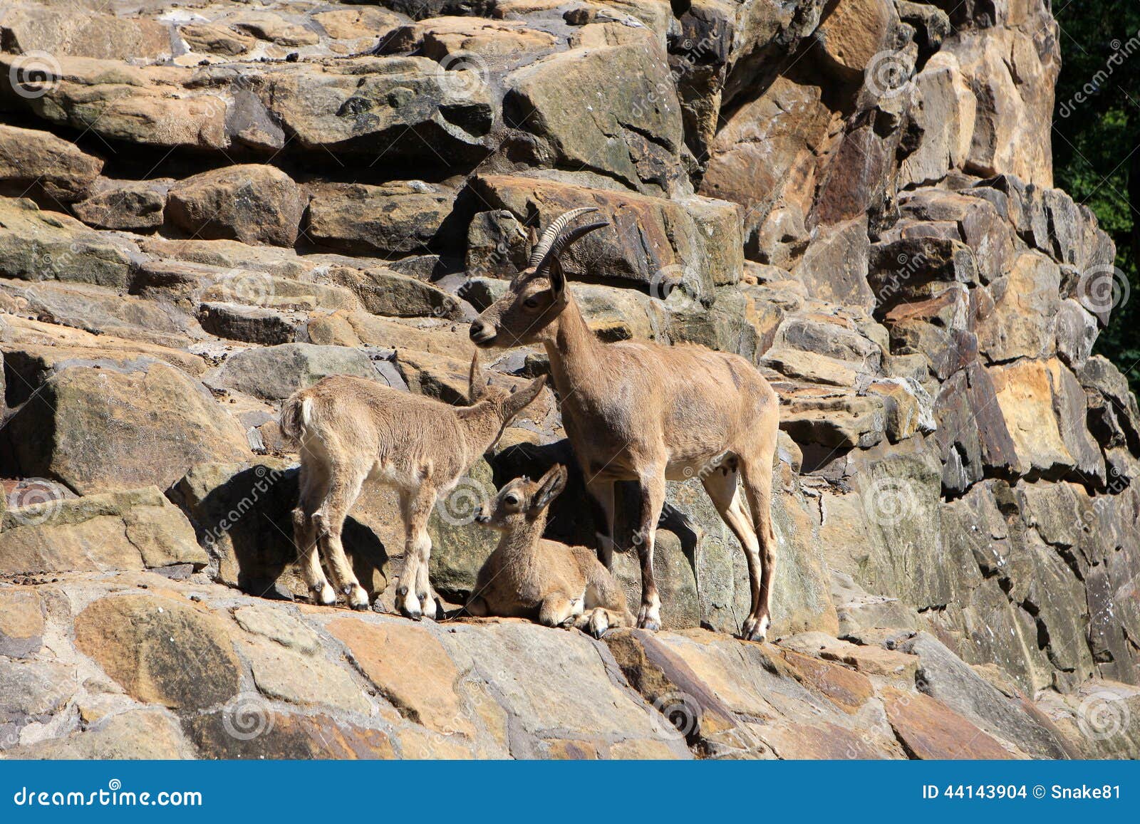 Berlin Zoo stock photo. Image of goats, mountain, environment - 44143904