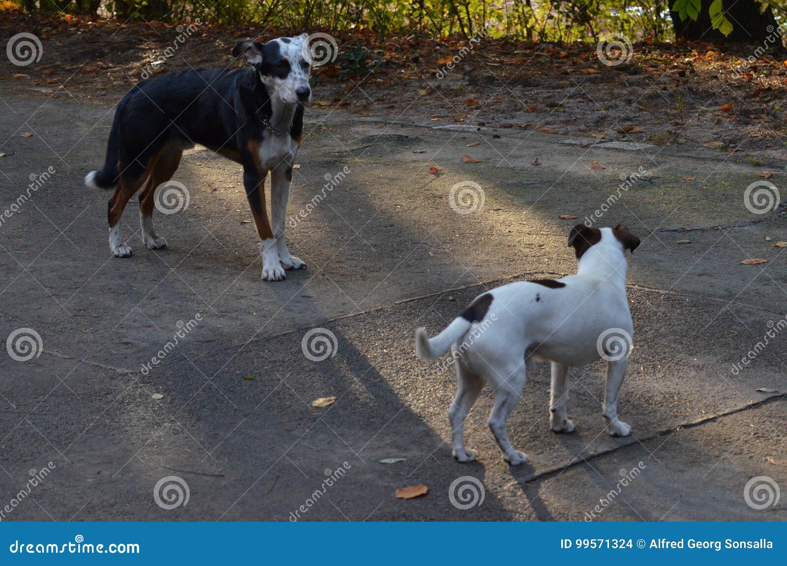 Berliner Dogs, Germany stock photo. Image of berlinwedding - 99571324