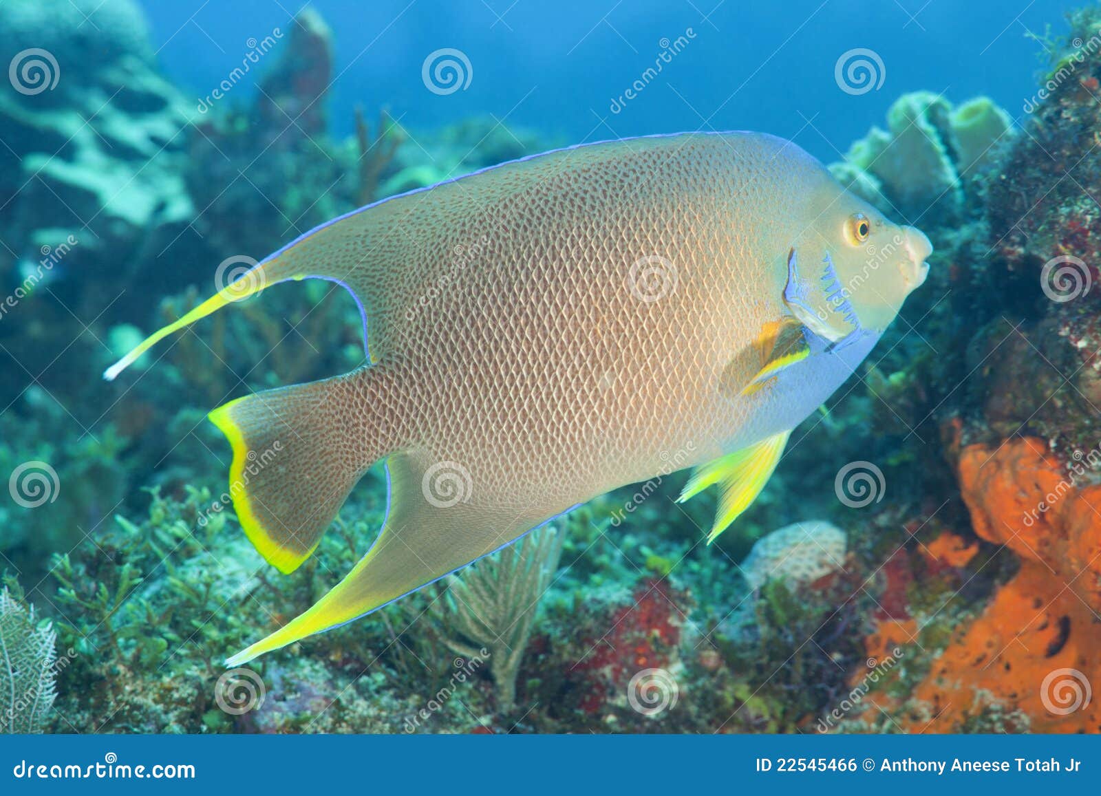 Blue Angelfish Stock Photography | CartoonDealer.com #28382222