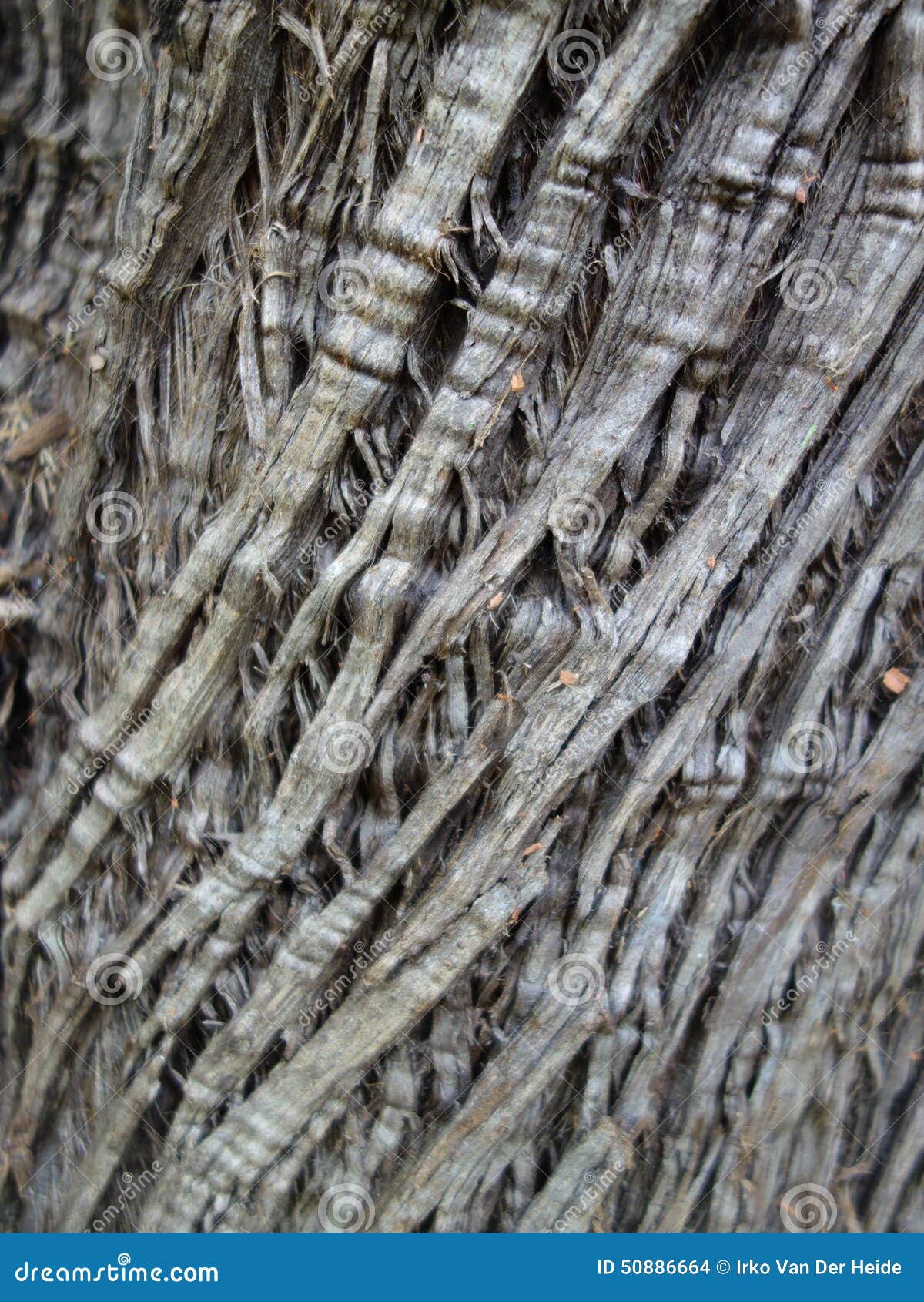 Bermuda cedar bark stock photo. Image of pattern, wooden - 50886664