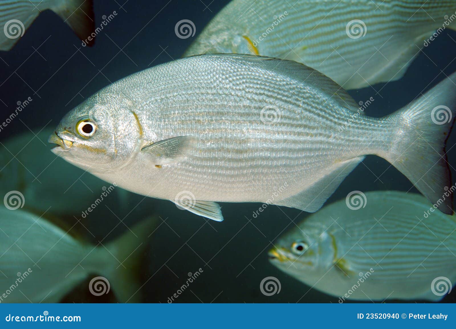 Bermuda Chub stock photo. Image of ocean, atlantic, tropical - 23520940