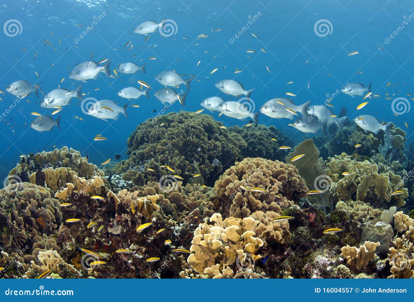 Bermuda Chub Fish Schooling Stock Image - Image of coral, community ...