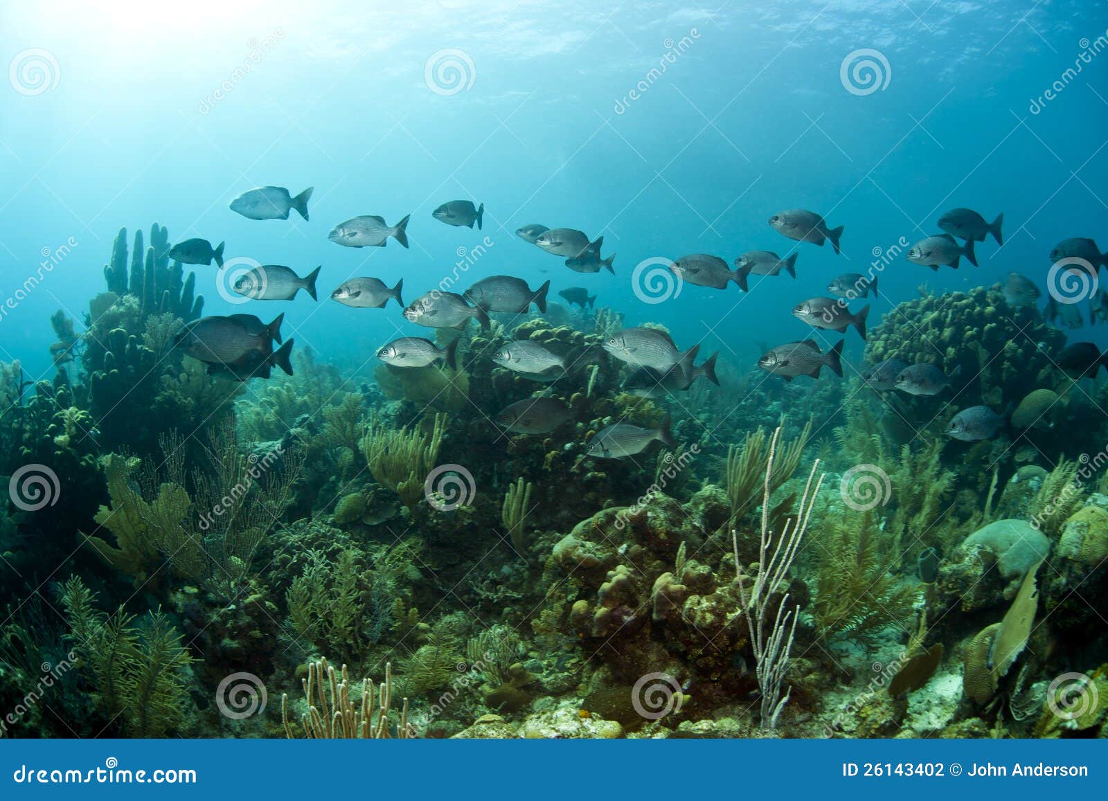 Bermuda Chub, Kyphosus Sectatrix Stock Photo - Image of fish, america ...