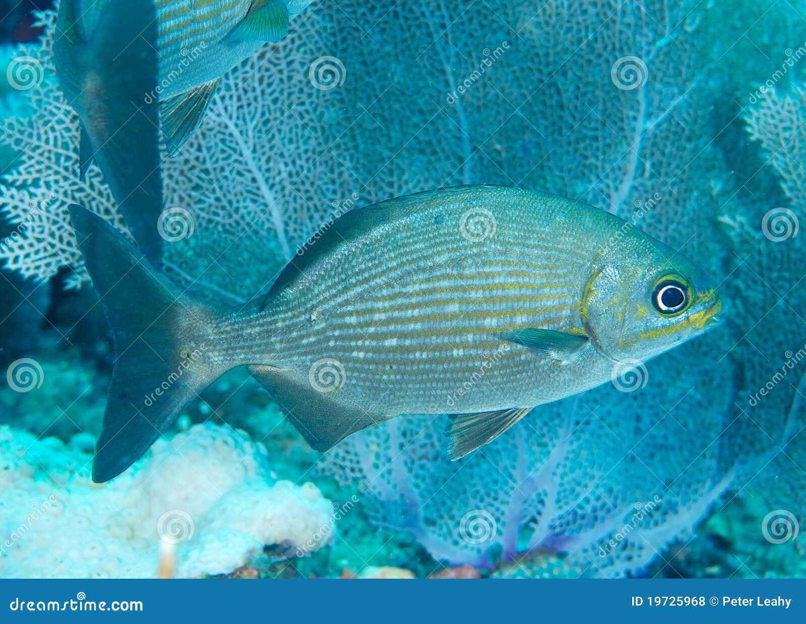 Bermuda Chum stock photo. Image of fish, tropical, underwater - 19725968