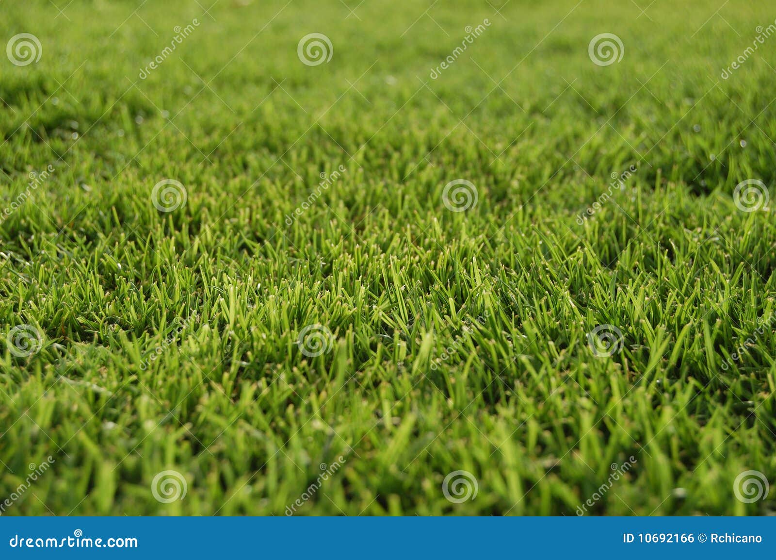 Bermuda gräs arkivfoto. Bild av livstid, tillväxt, grön - 10692166