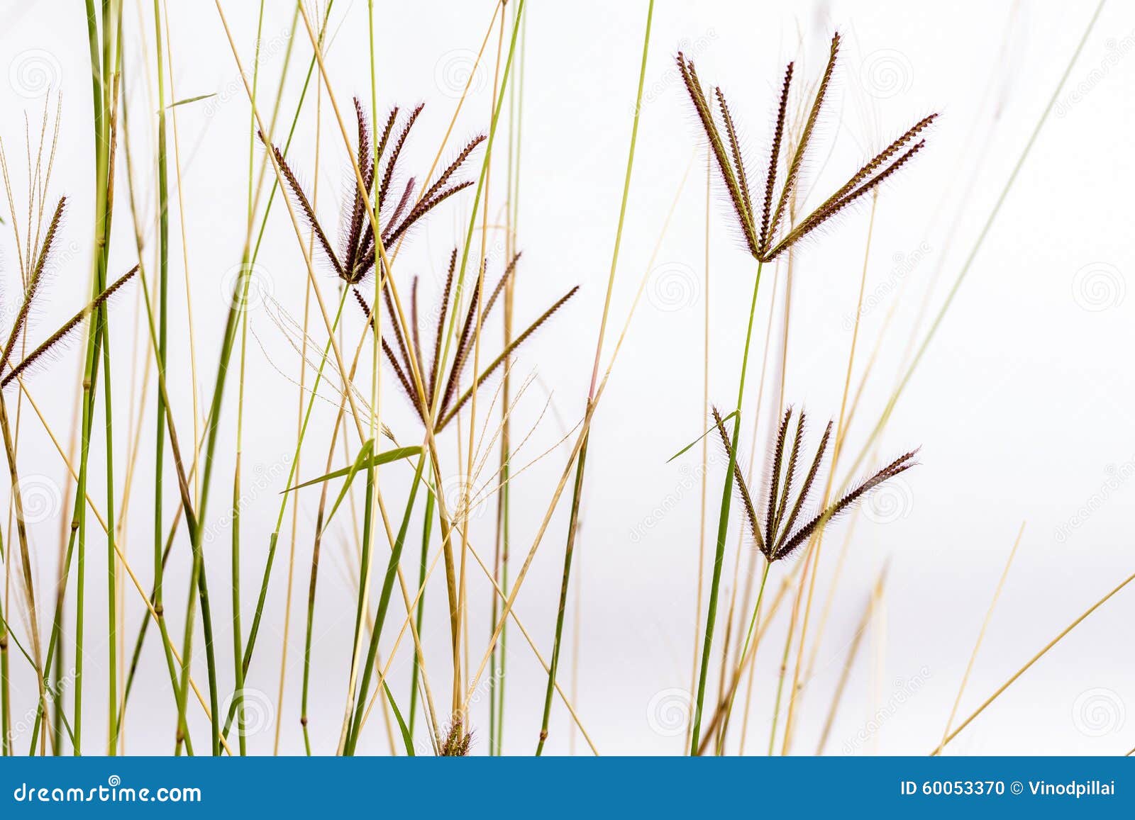 Bermuda grass flowers stock photo. Image of abstract - 60053370