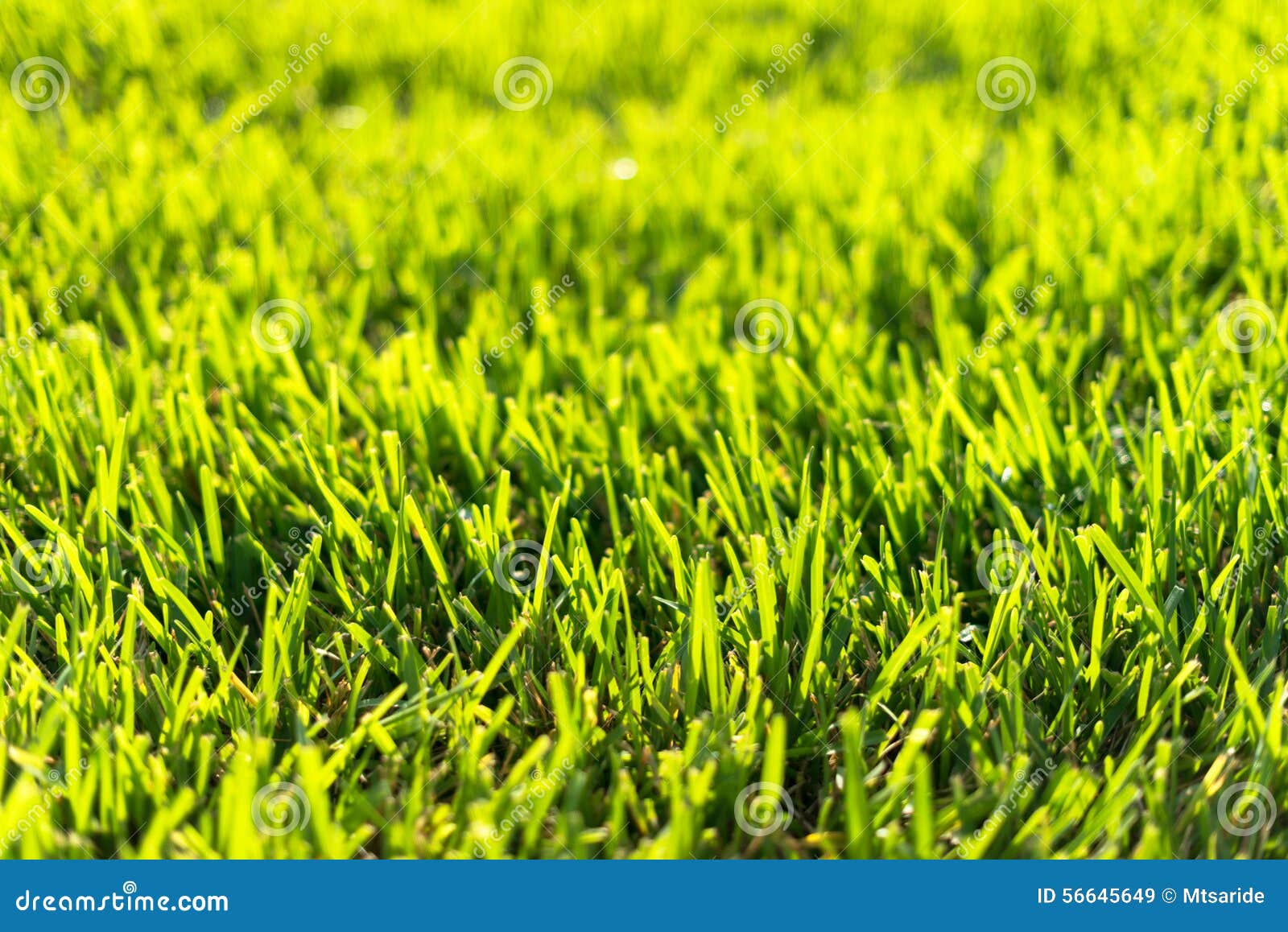 Bermuda Grass stock image. Image of color, lawn, plany - 56645649