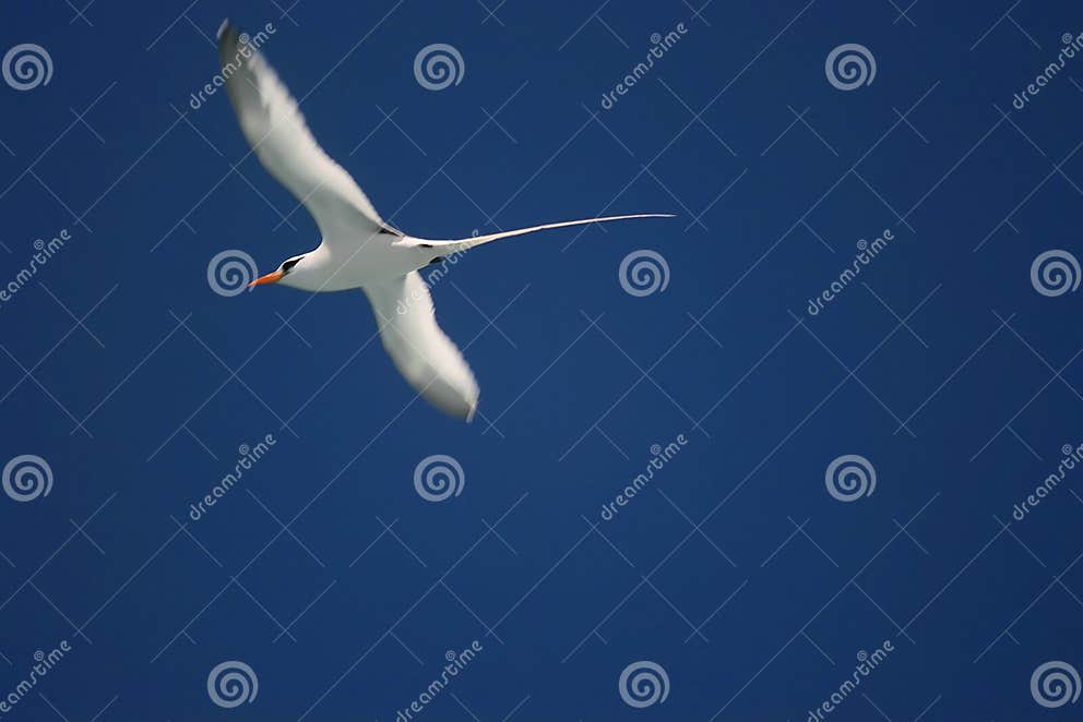 Bermuda Longtail stock photo. Image of flying, longtail - 5559260