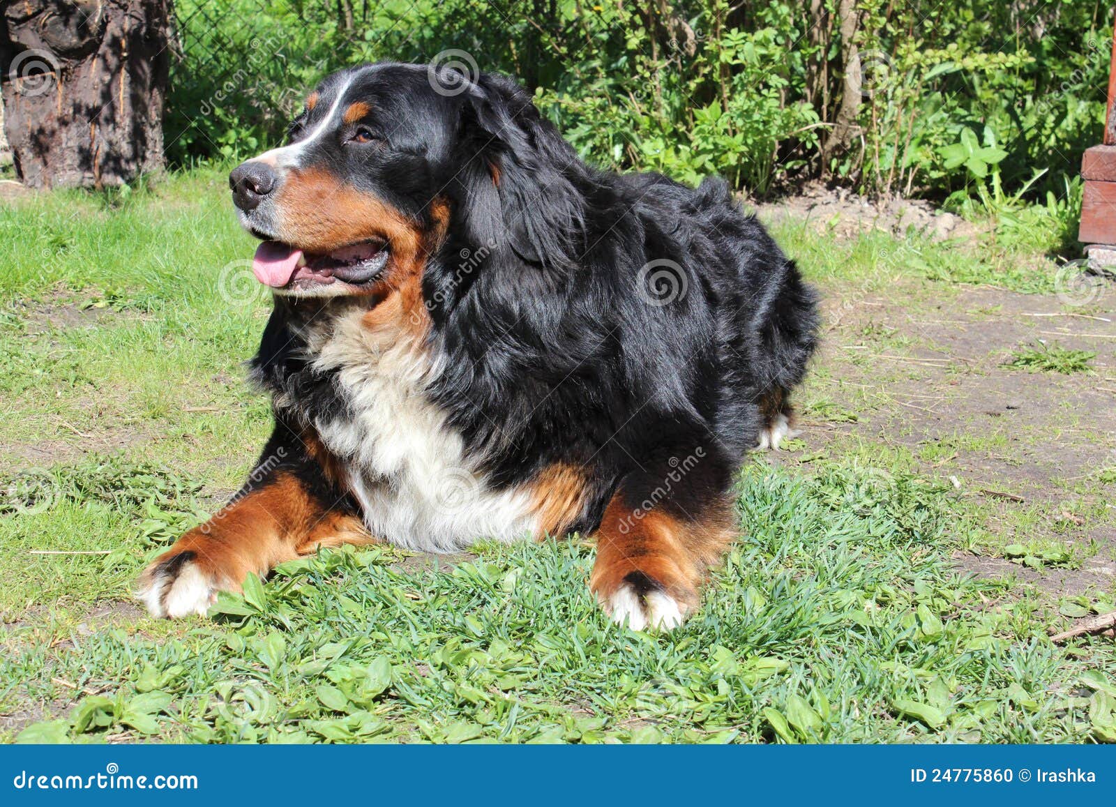Bern dog stock photo. Image of black, tongue, haired - 24775860