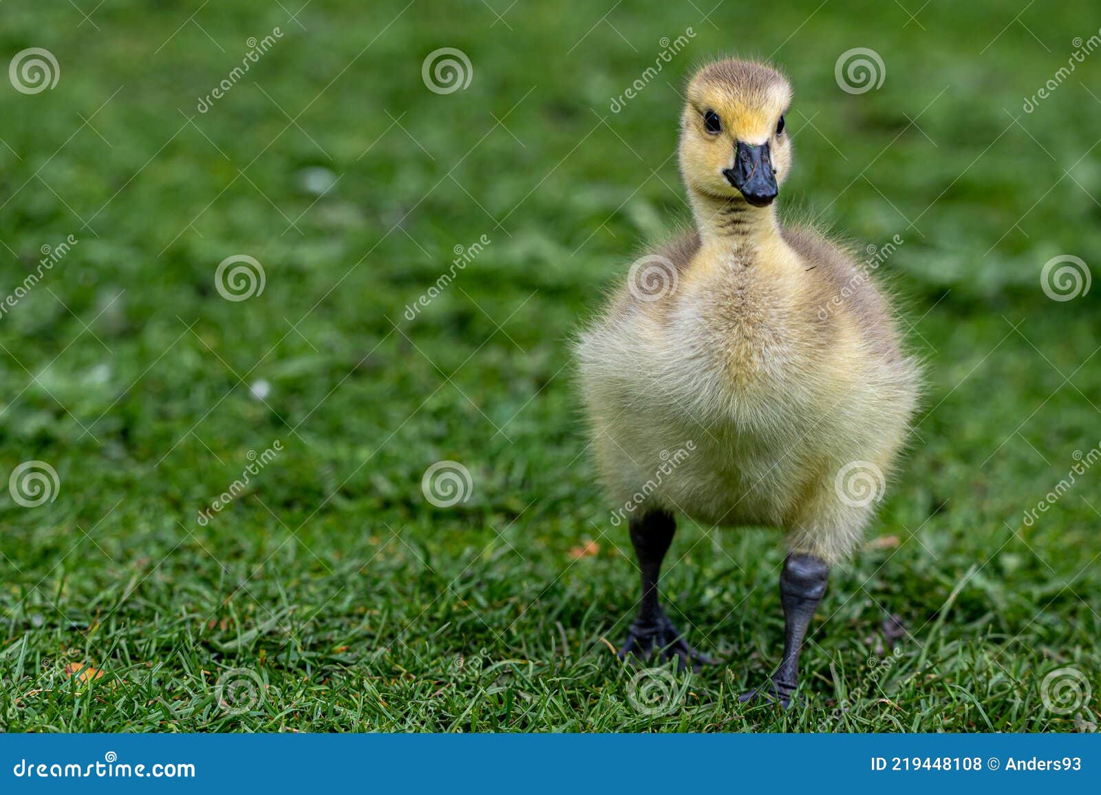 Bernache Du Canada Branta Canadensis Gosling Photo stock - Image du ...