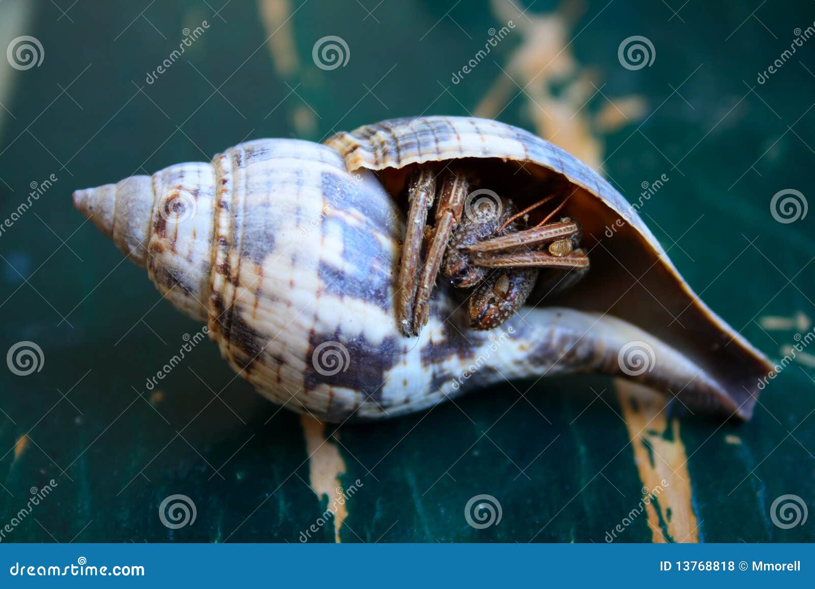 Bernard l'ermite photo stock. Image du marin, océan, animal - 13768818