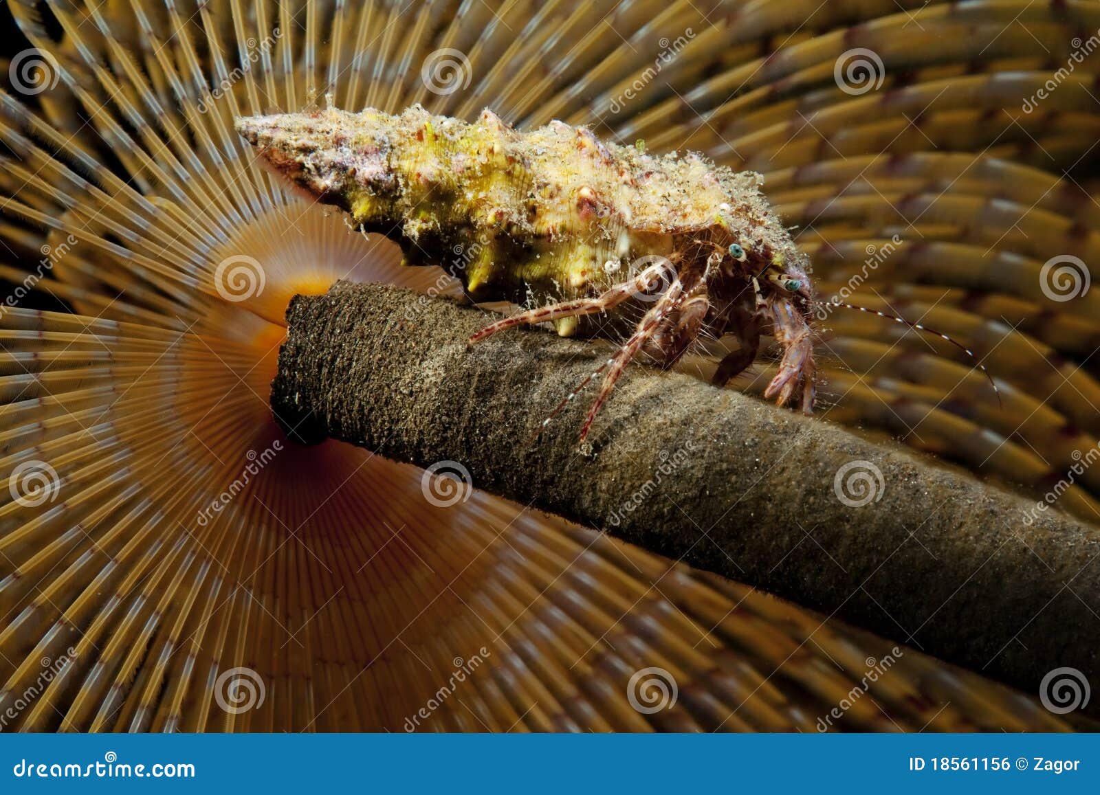 Bernard l'ermite photo stock. Image du grimpeur, pattes - 18561156